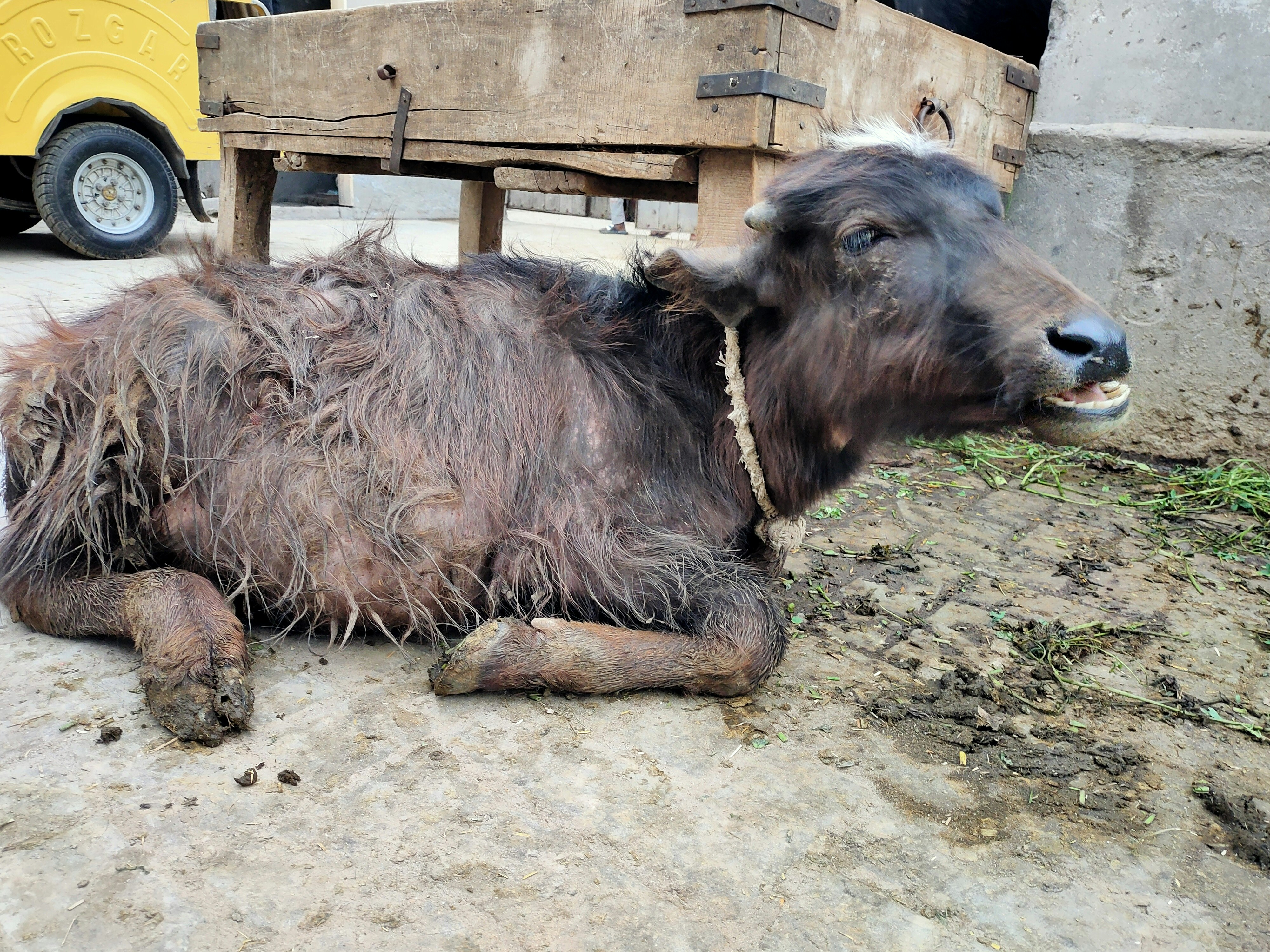 Mud-Splattered Bovine Rest Under a Weathered Cart