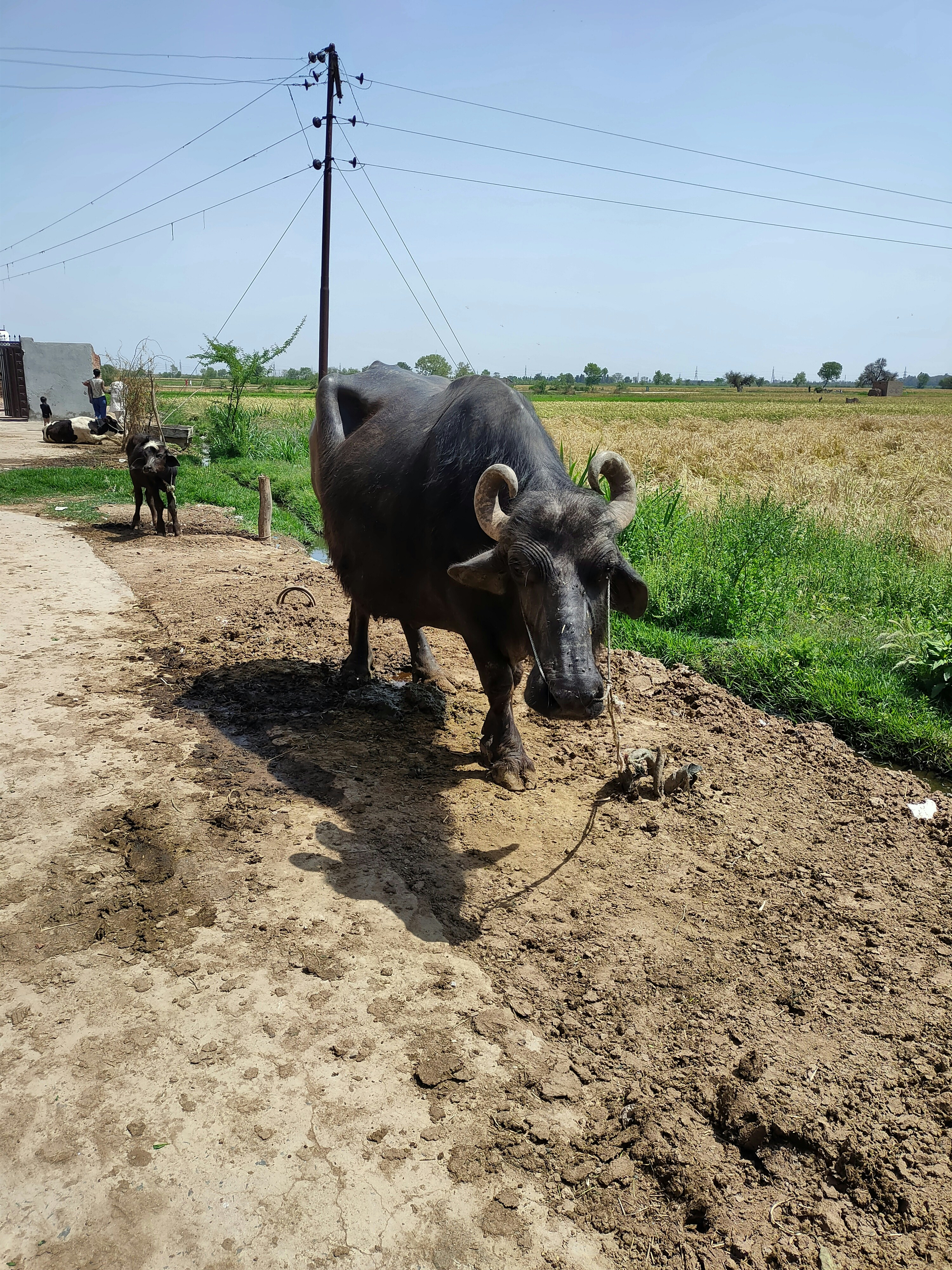 A candid photo of a water buffalo tethered on a dusty dirt road, with fields and distant structures in the background. The scene captures rural life under bright daylight.