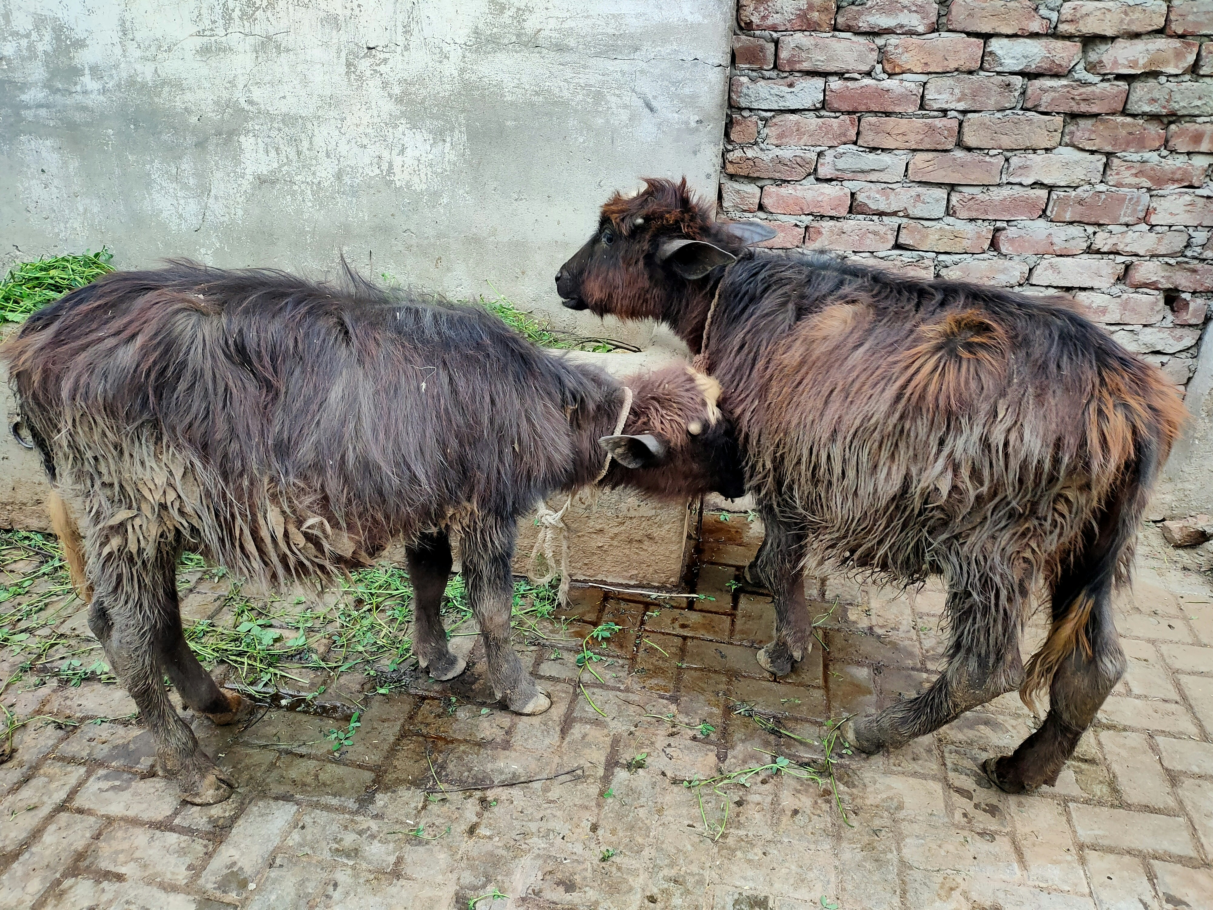 Two shaggy goats stand in a muddy courtyard bordered by brick walls, interacting.