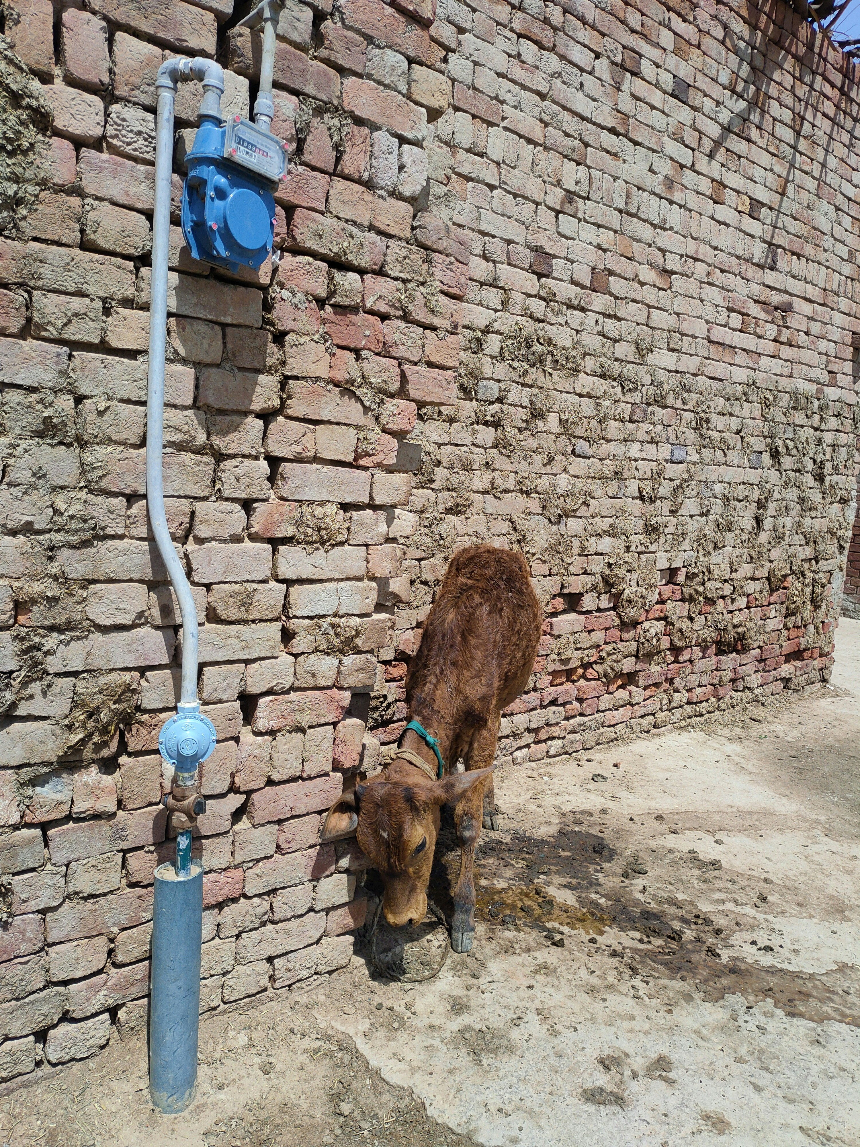 Brown dog investigates the ground beside a blue gas meter mounted on a weathered brick wall.