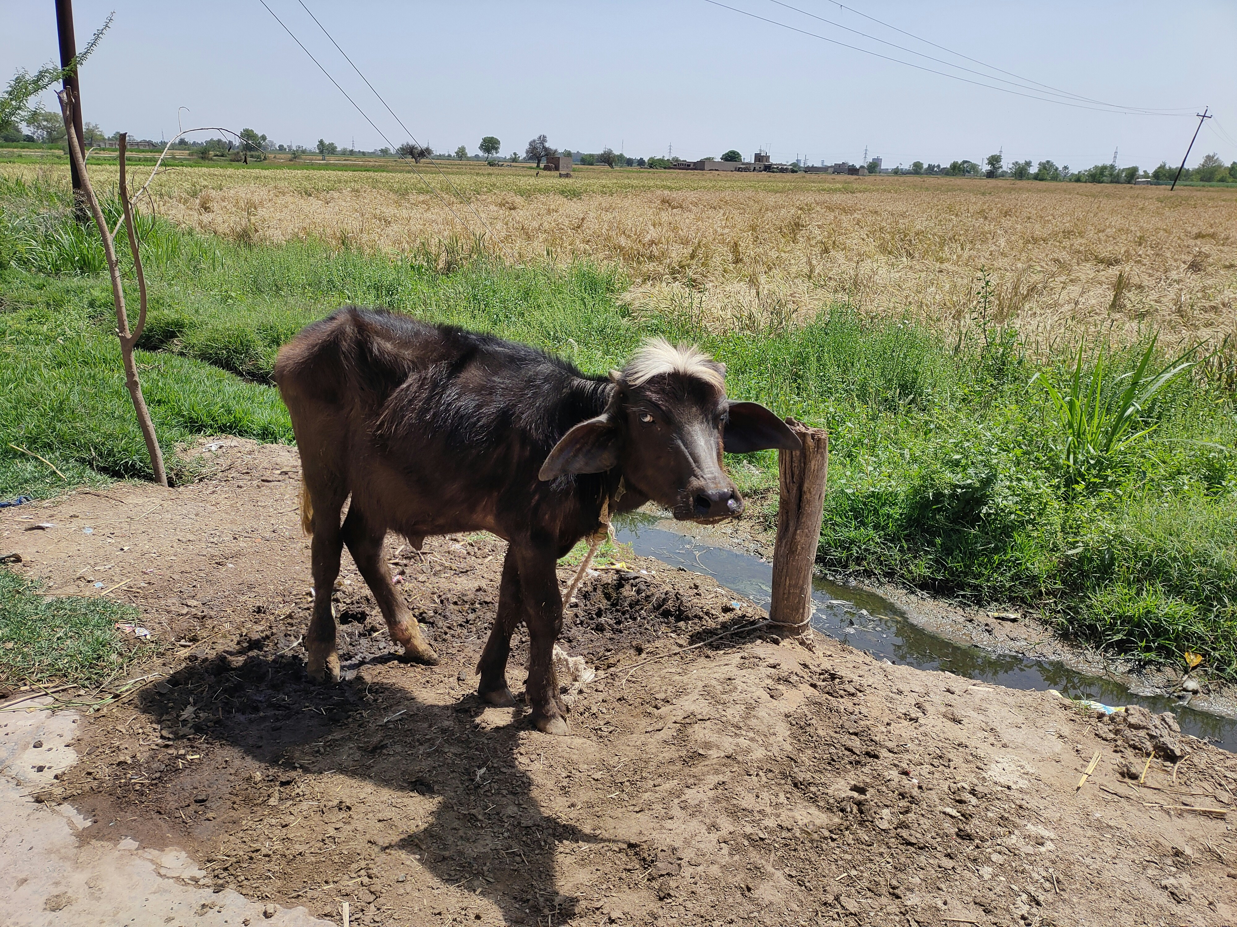 A lone cow stands on a dirt path beside a narrow water channel, with golden fields stretching to the horizon under a bright, clear sky.