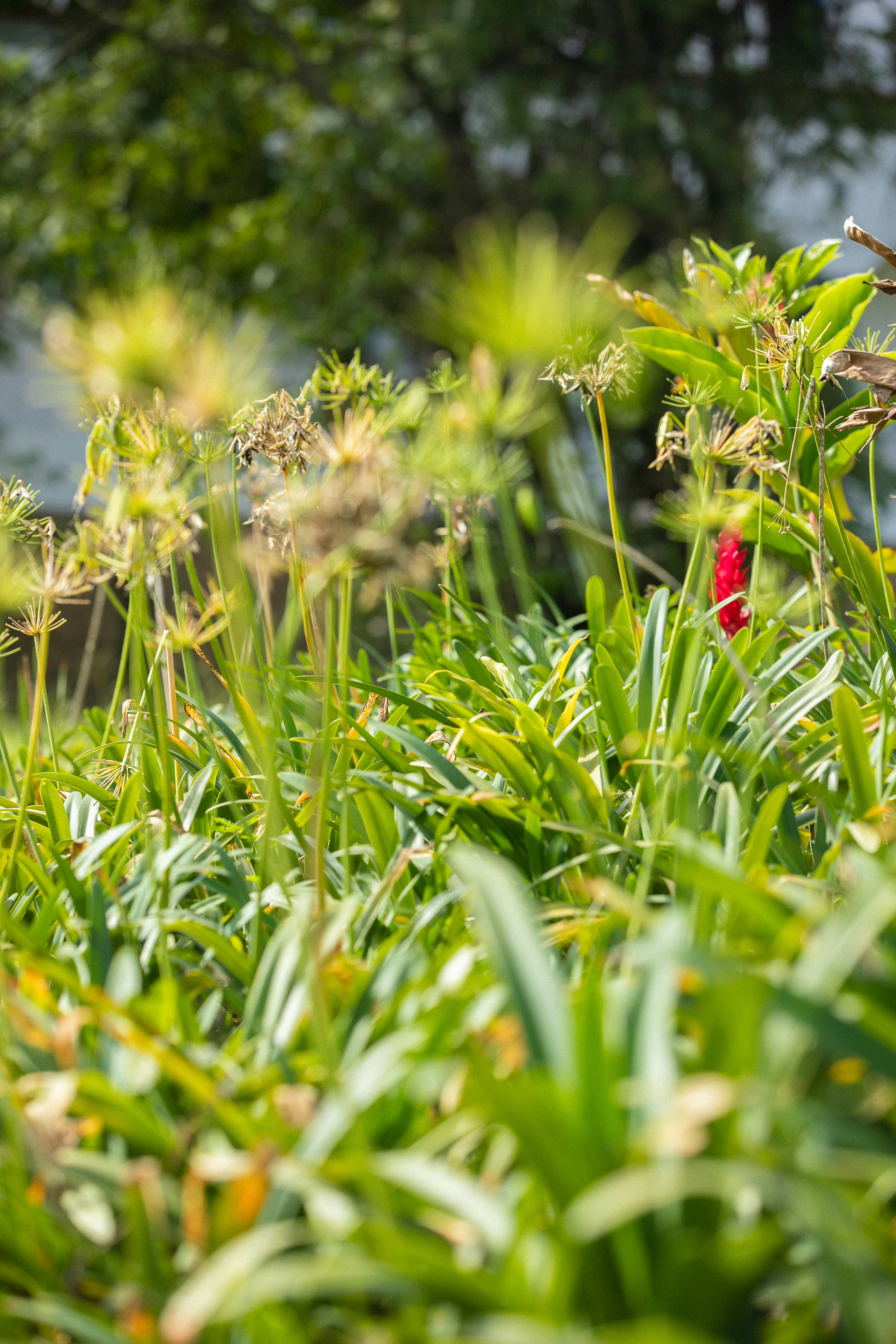 Emerald Understory: A Burst of Red Amid Dense Leaves