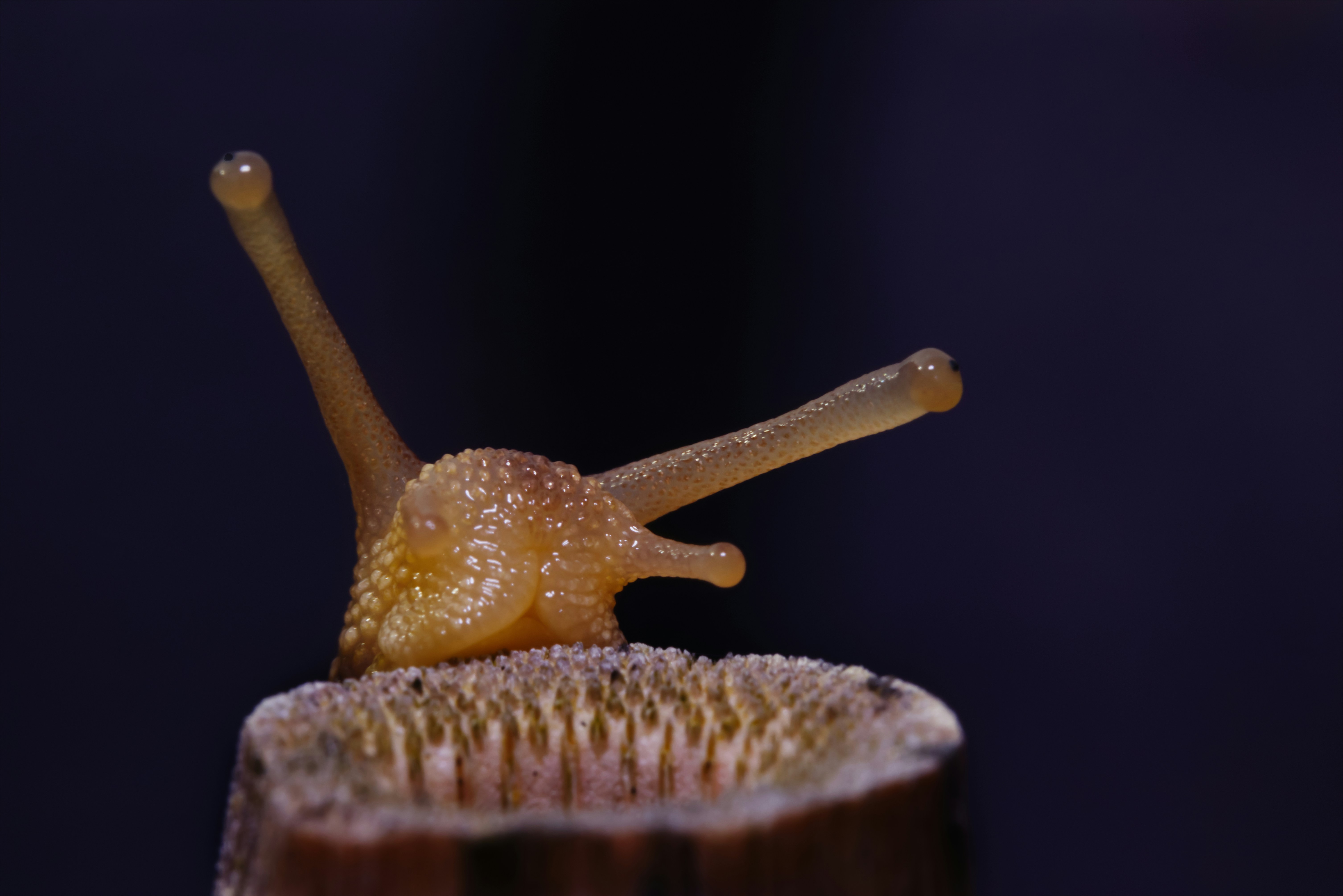 Amber Guardian on a Timber Crown: A Macro Portrait of a Snail