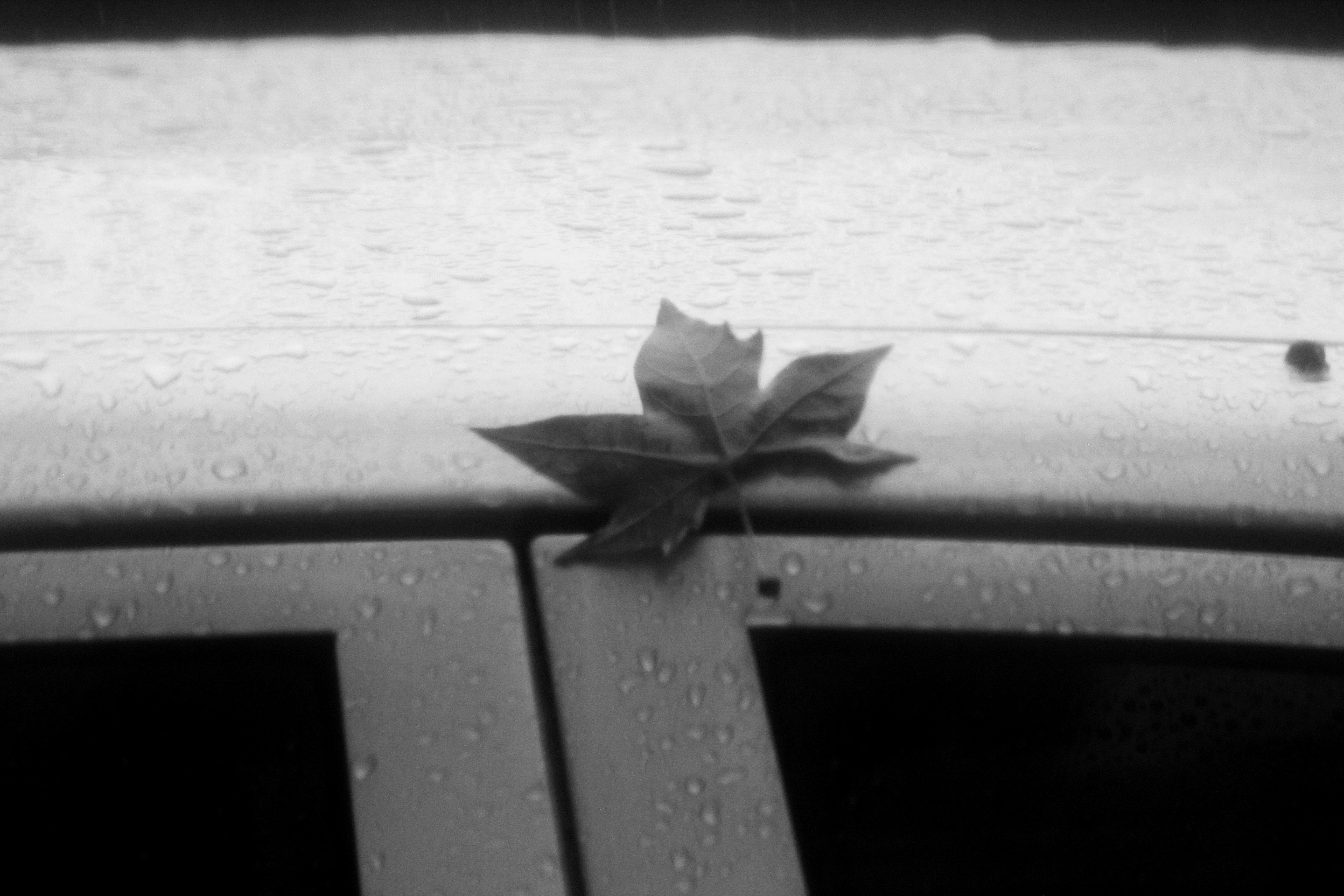 Monochrome Moment: A Leaf Lingers on a Rain-Slick Car Edge