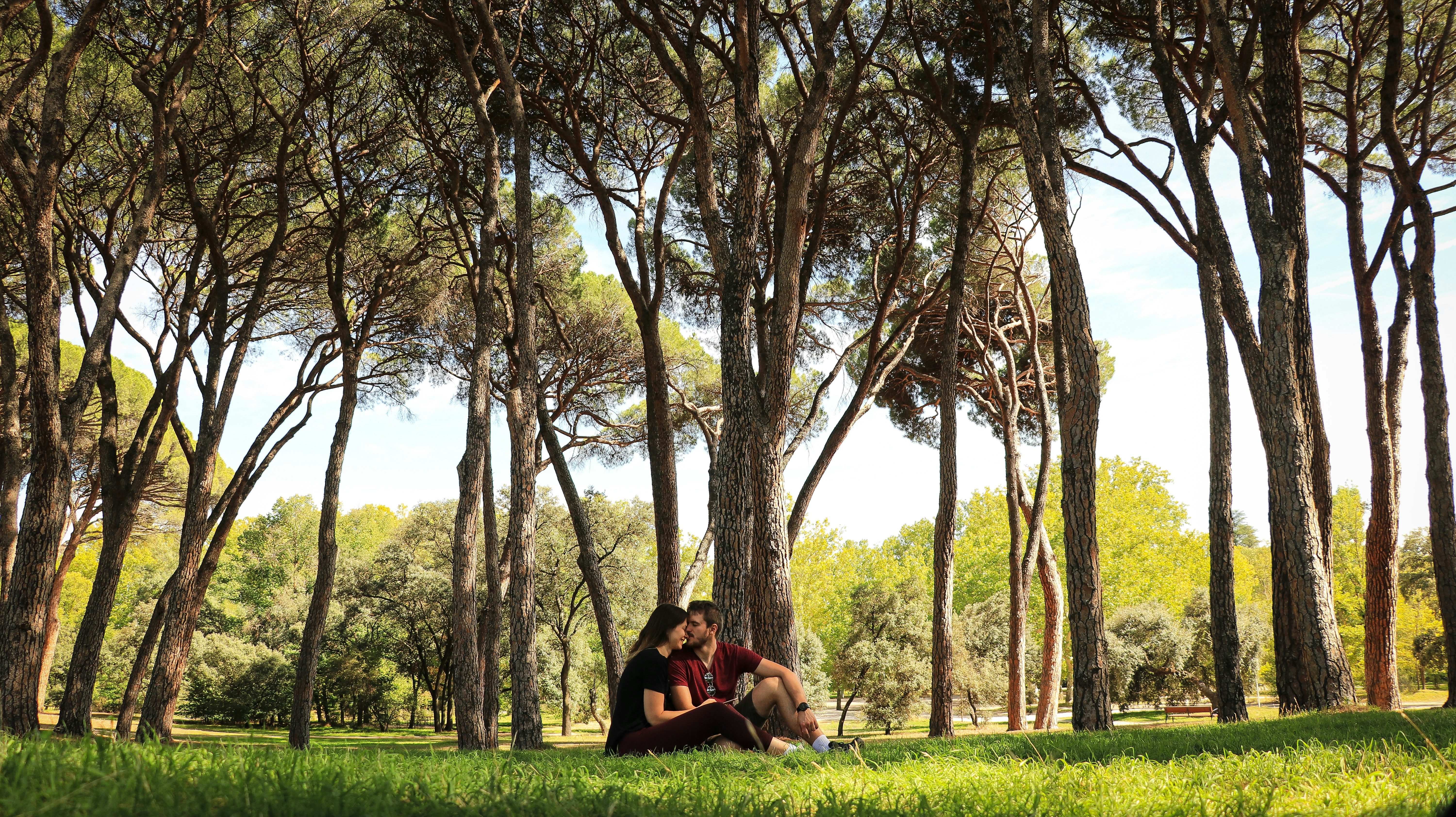 Sunlit Pines, Quiet Moment: A Parkside Portrait