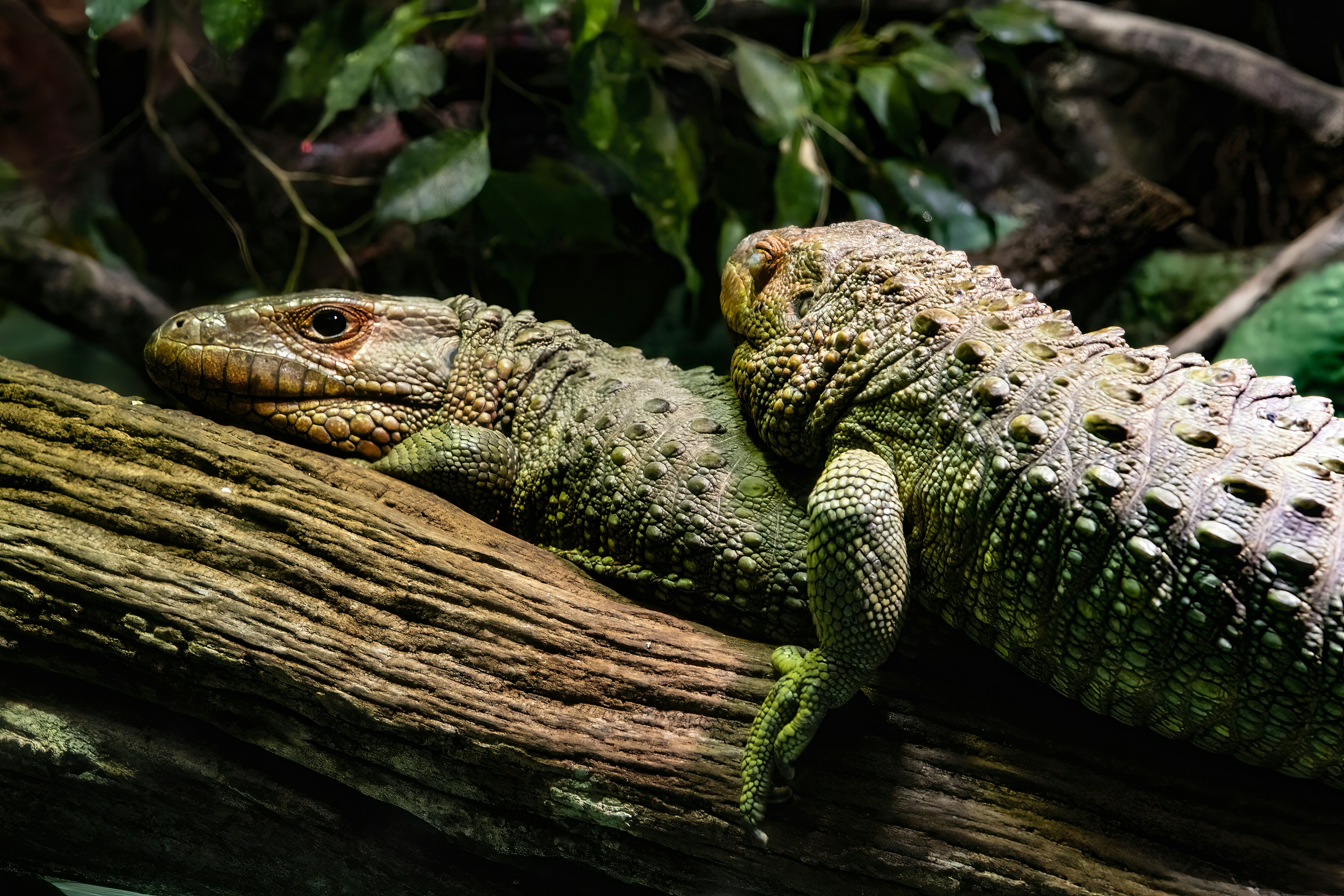 Two large lizards sitting on a tree branch photo – Free Animal Image on ...