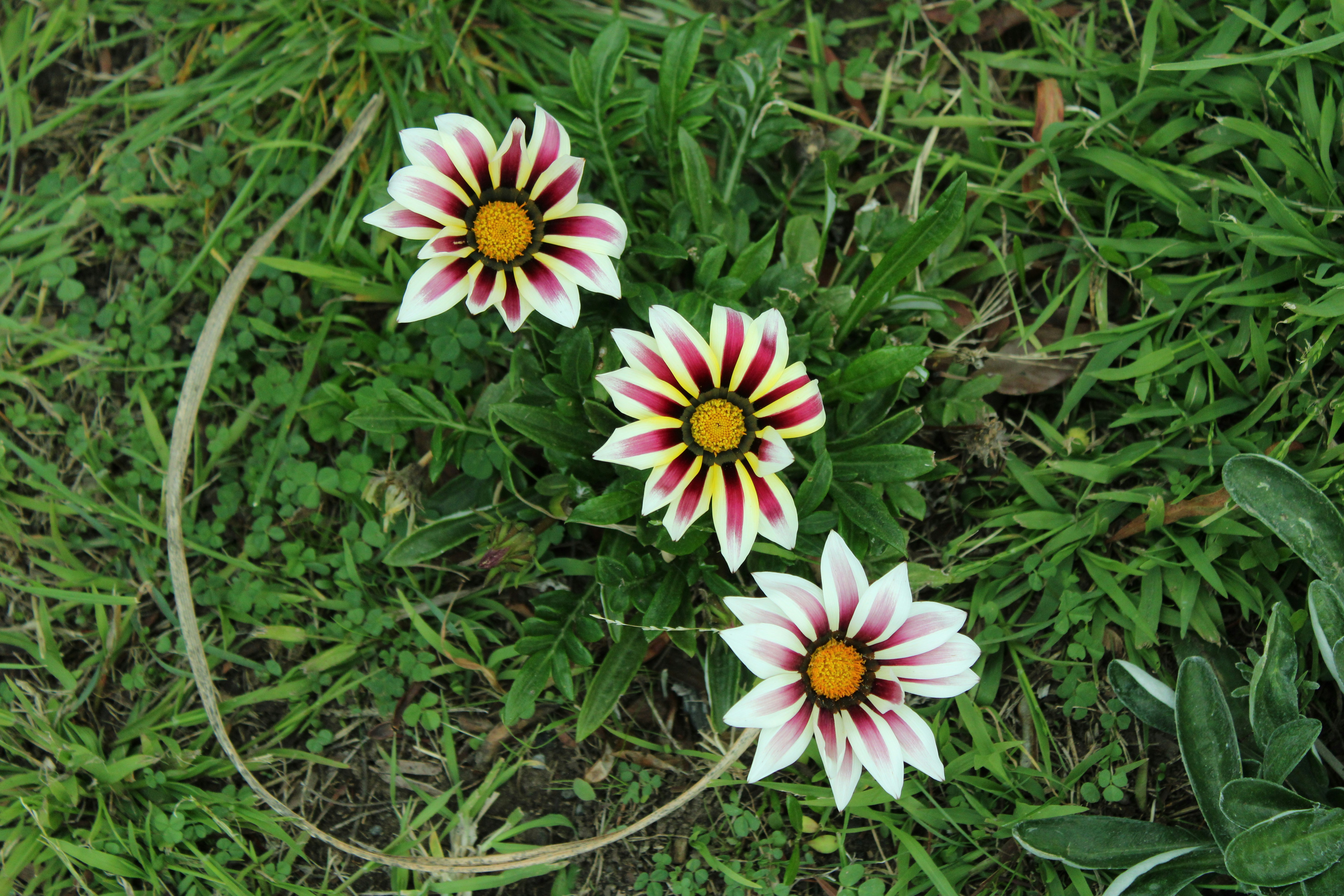 Three Magenta-Edged Daisies Crown a Quiet Patch of Grass