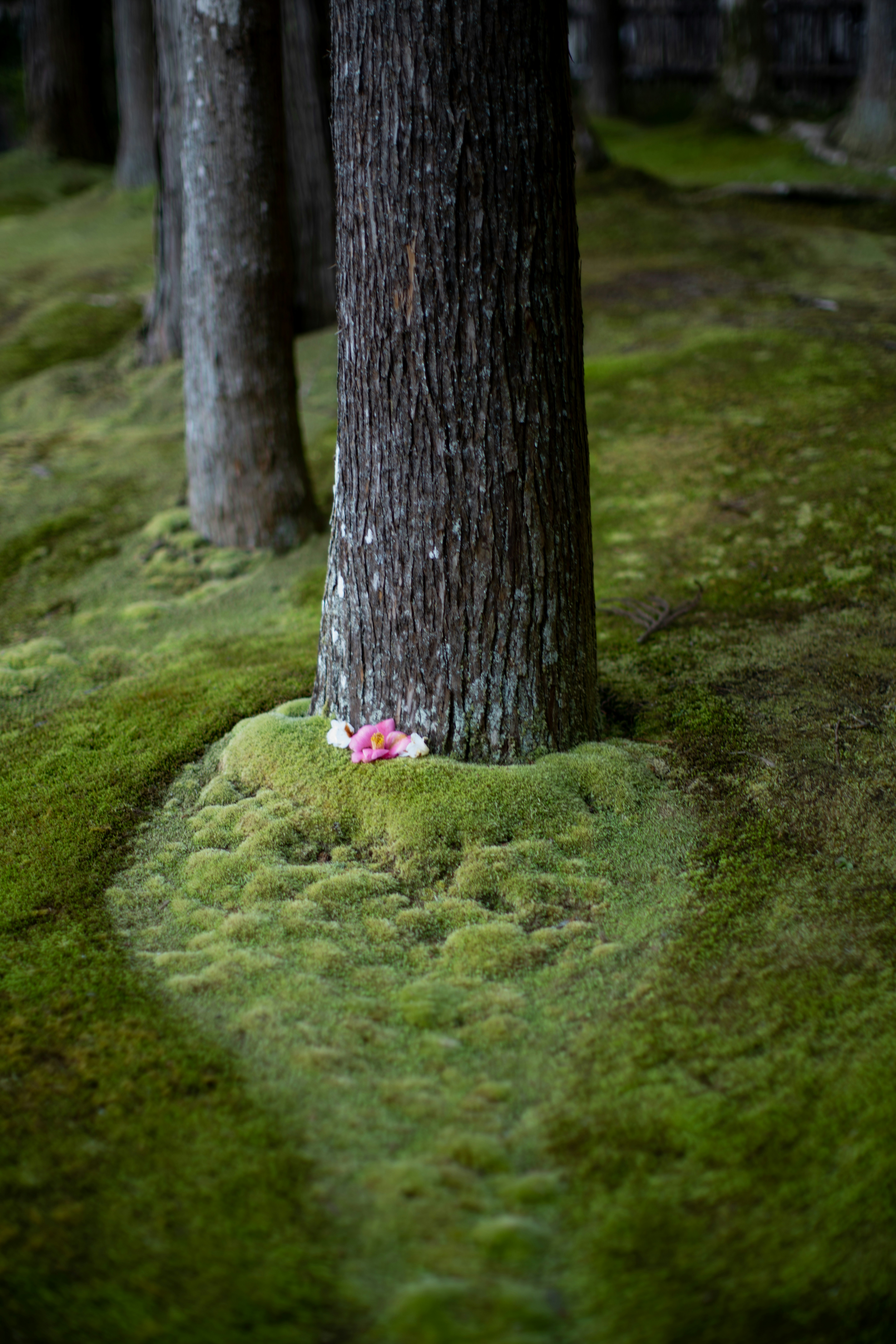 Photo by Bret Lama with Sony Alpha 7R IV