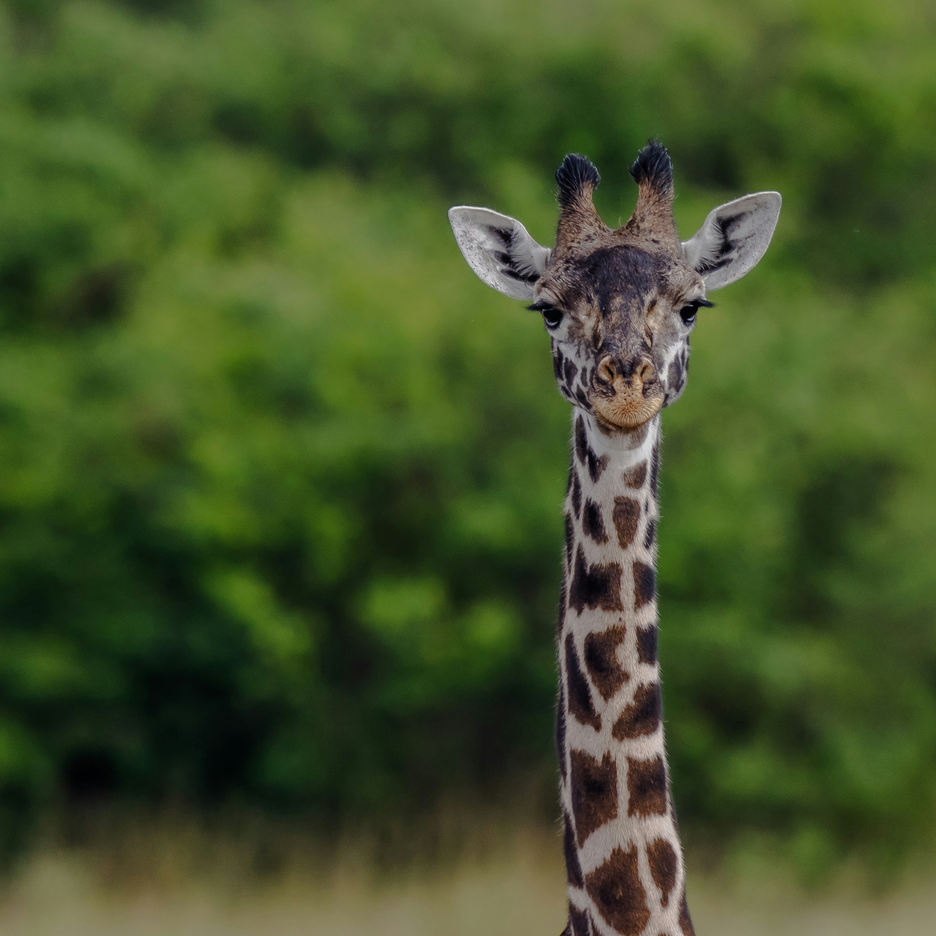 A close up of a giraffe with trees in the background photo – Free Kenya ...