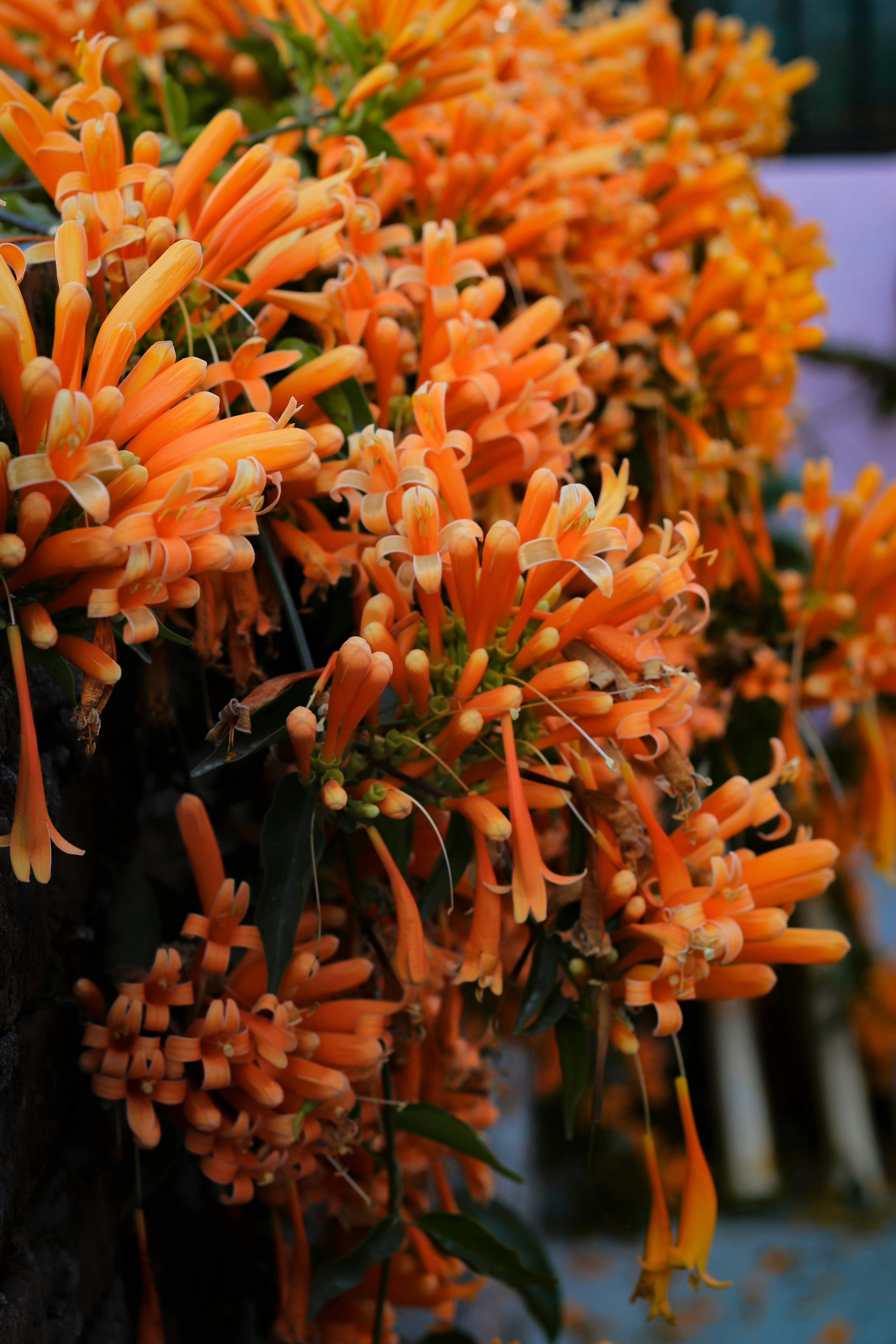 Cascading Tangerine Tubes: A Close-Up of Wall-Clinging Blossoms