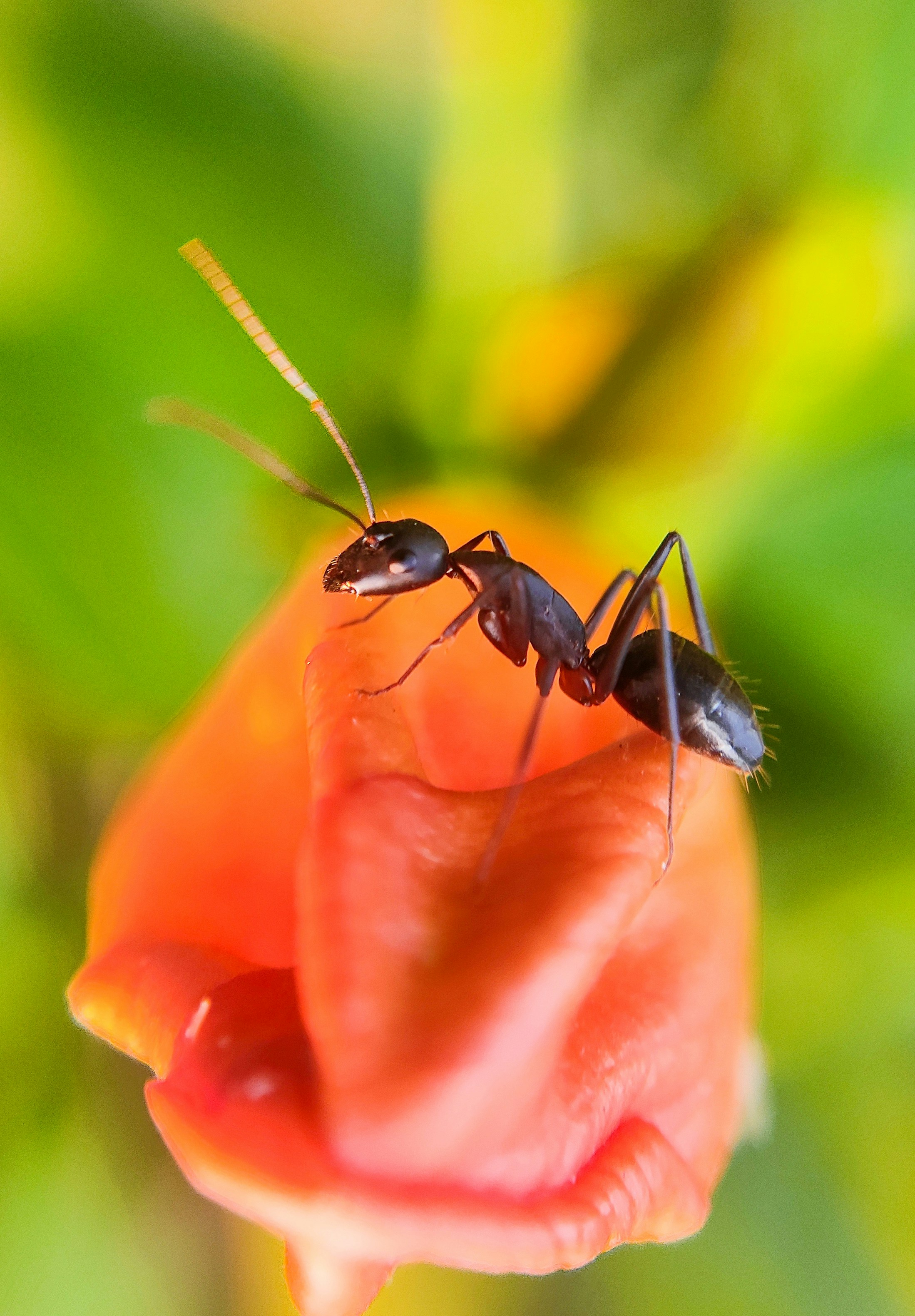 Black ant exploring a vibrant orange flower petal, showcasing intricate details against a lush green background.