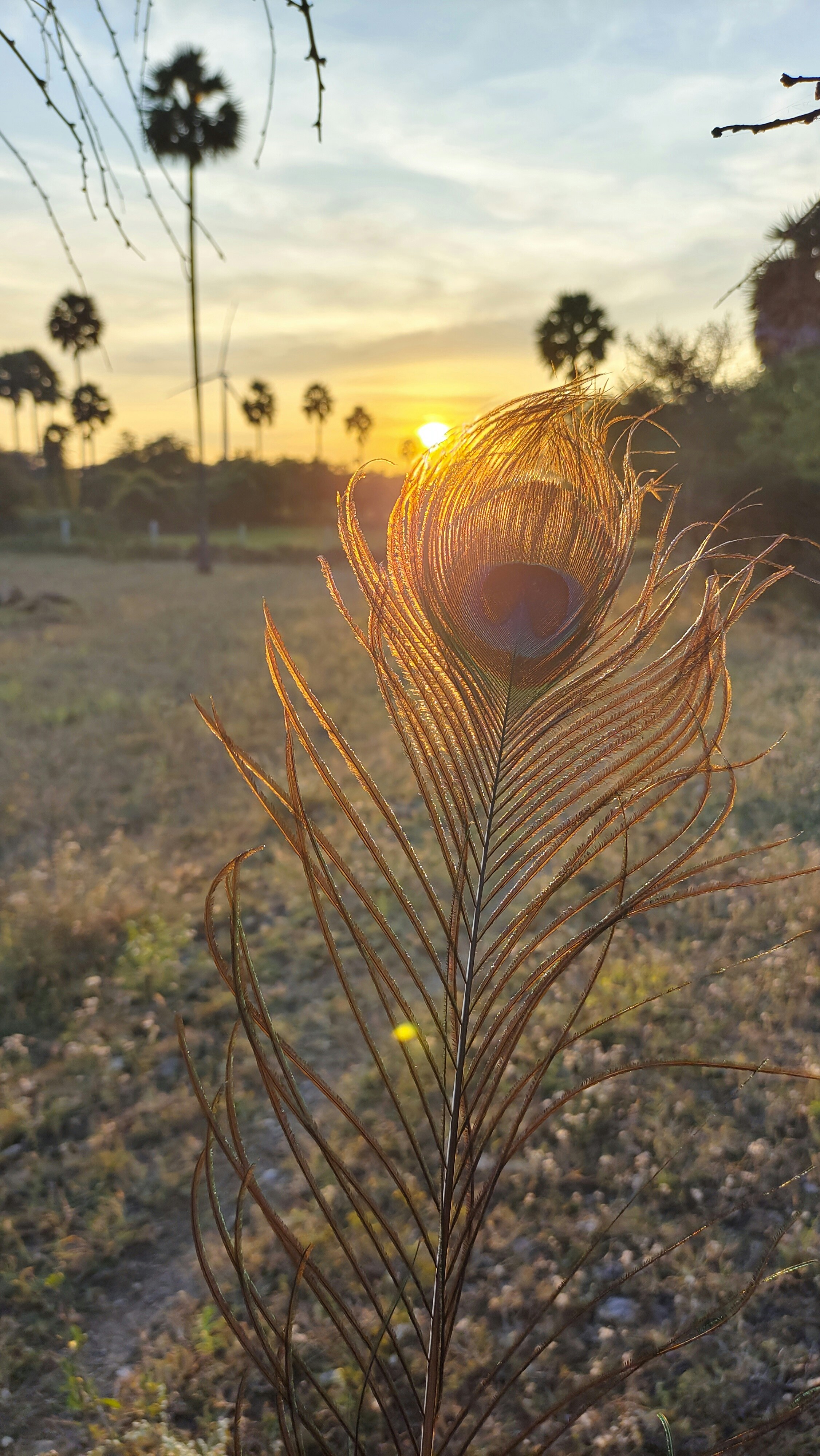 Sunset Spotlight on a Feathered Plant at the Field's Edge