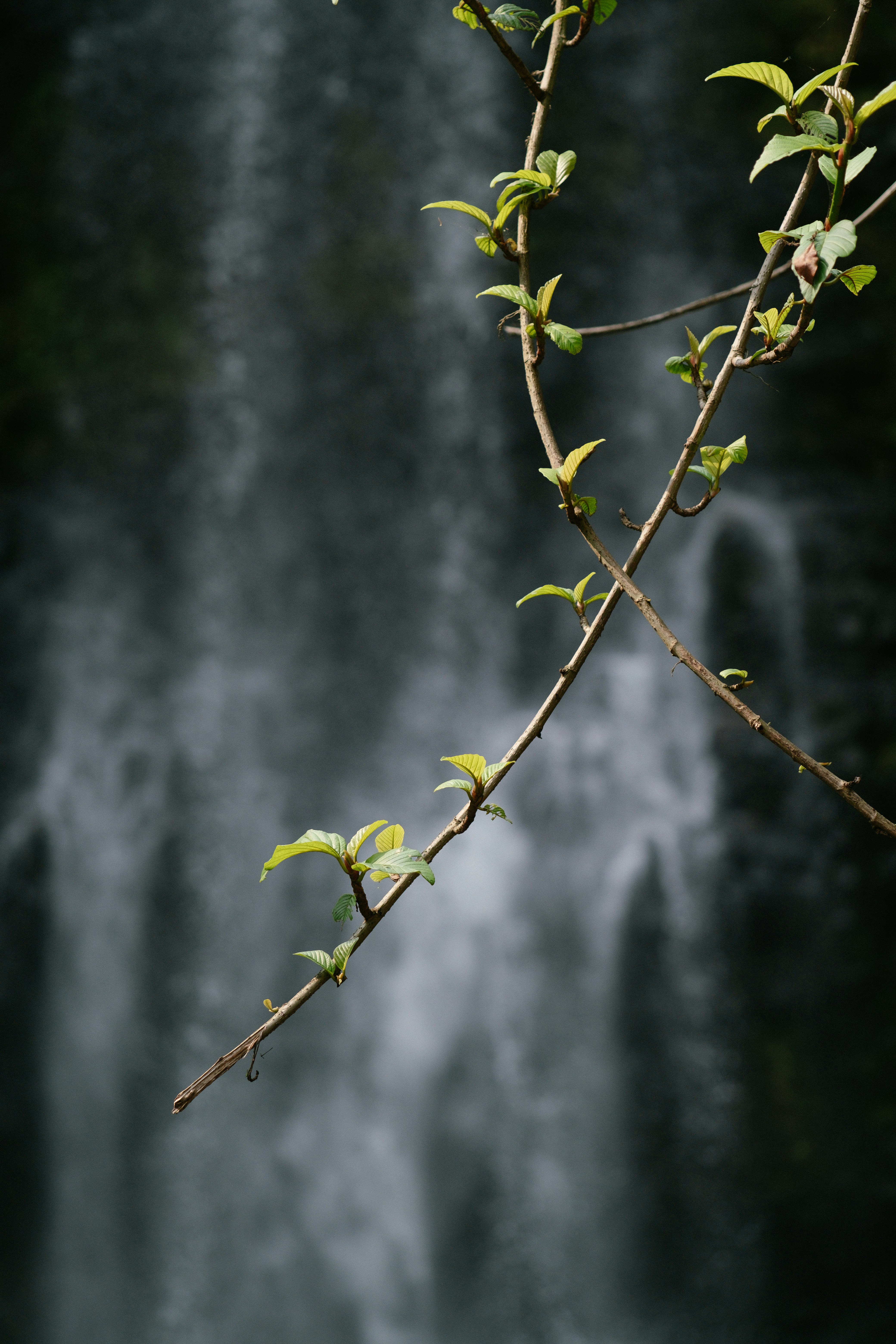 Emerging Green: A Branch Reaching Toward Misty Cascades