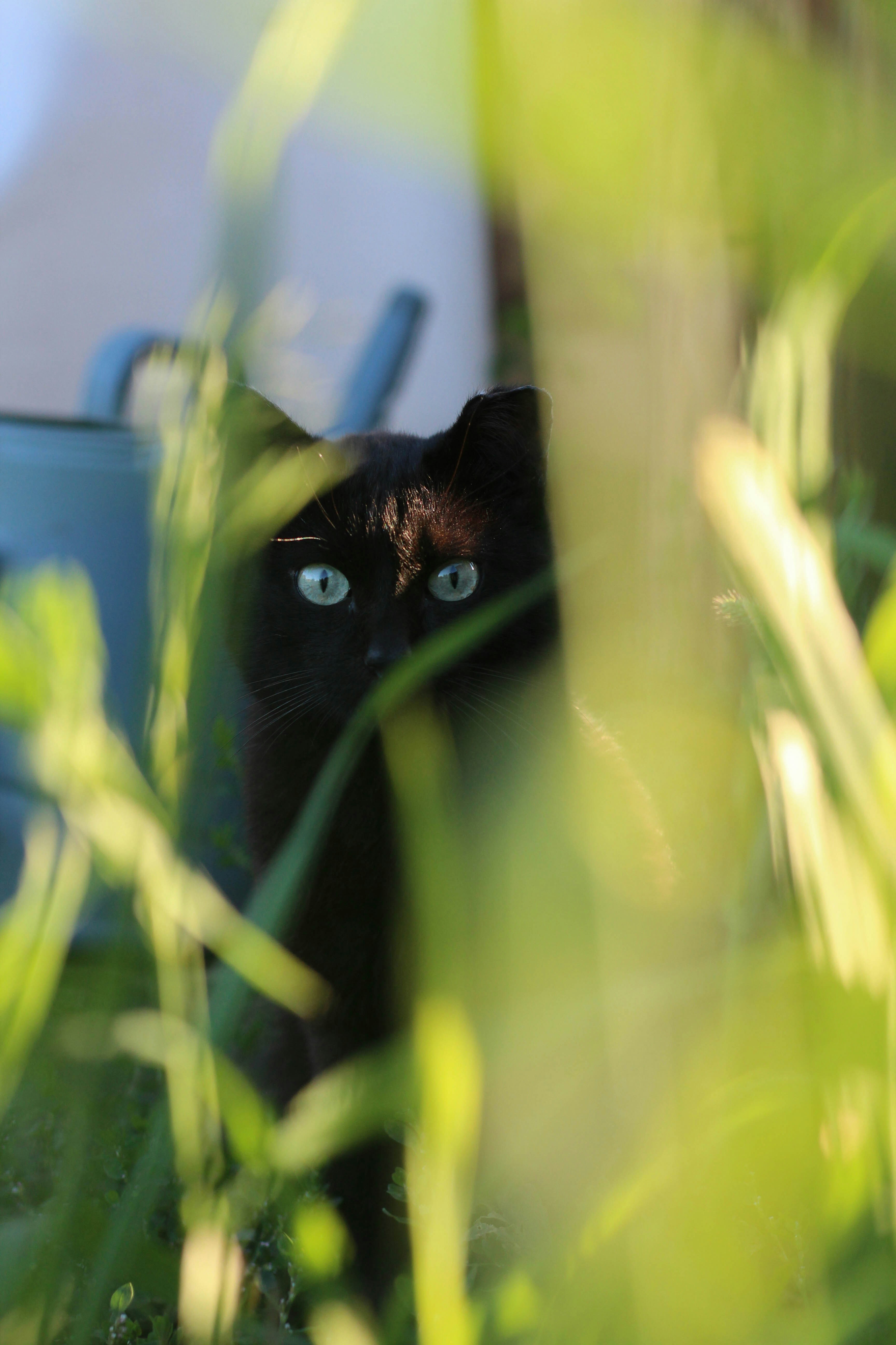  Shadowed Feline Gaze Between Garden Pleats