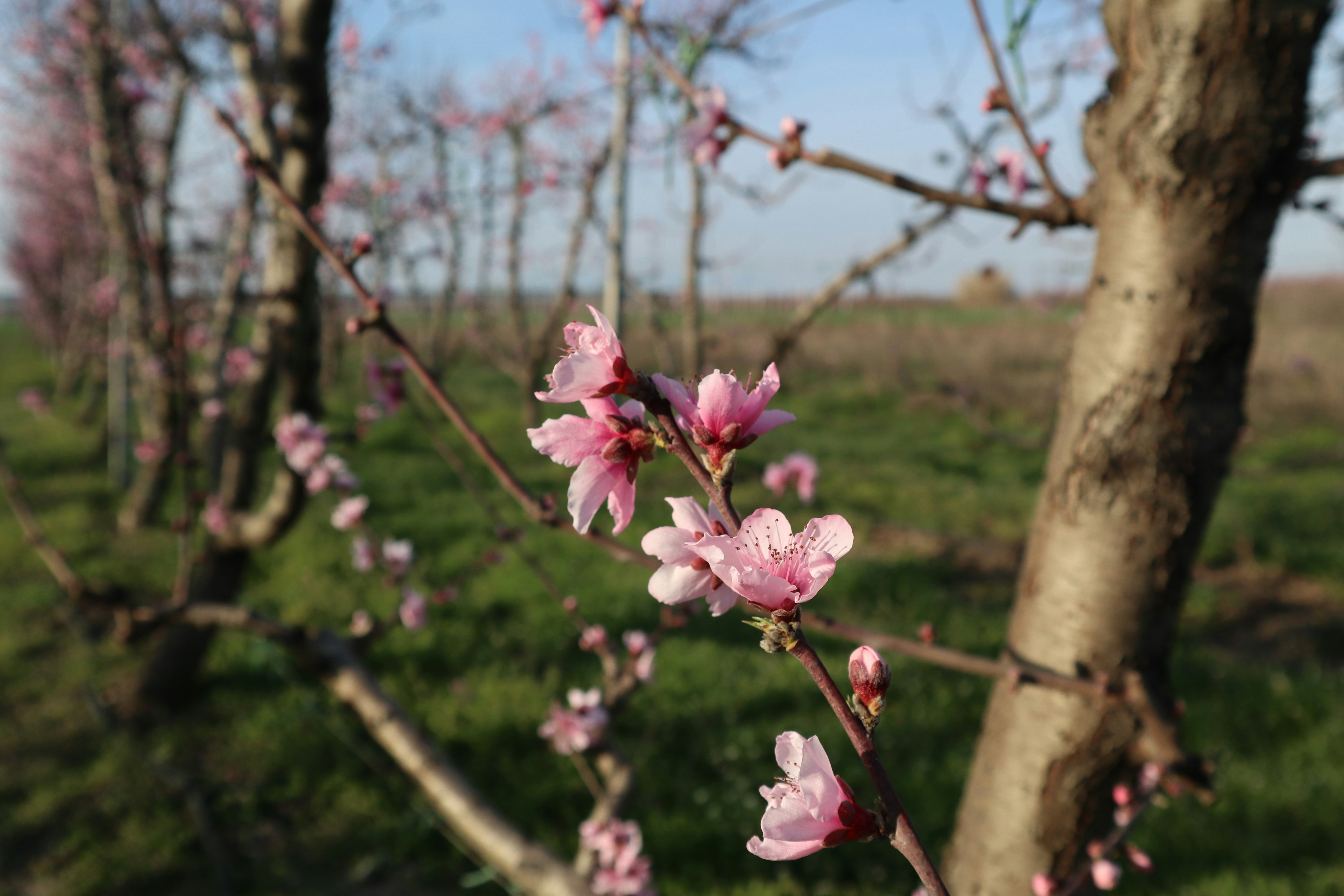 Blush in Focus: A Spring Blossom Row Under Sunlit Branches
