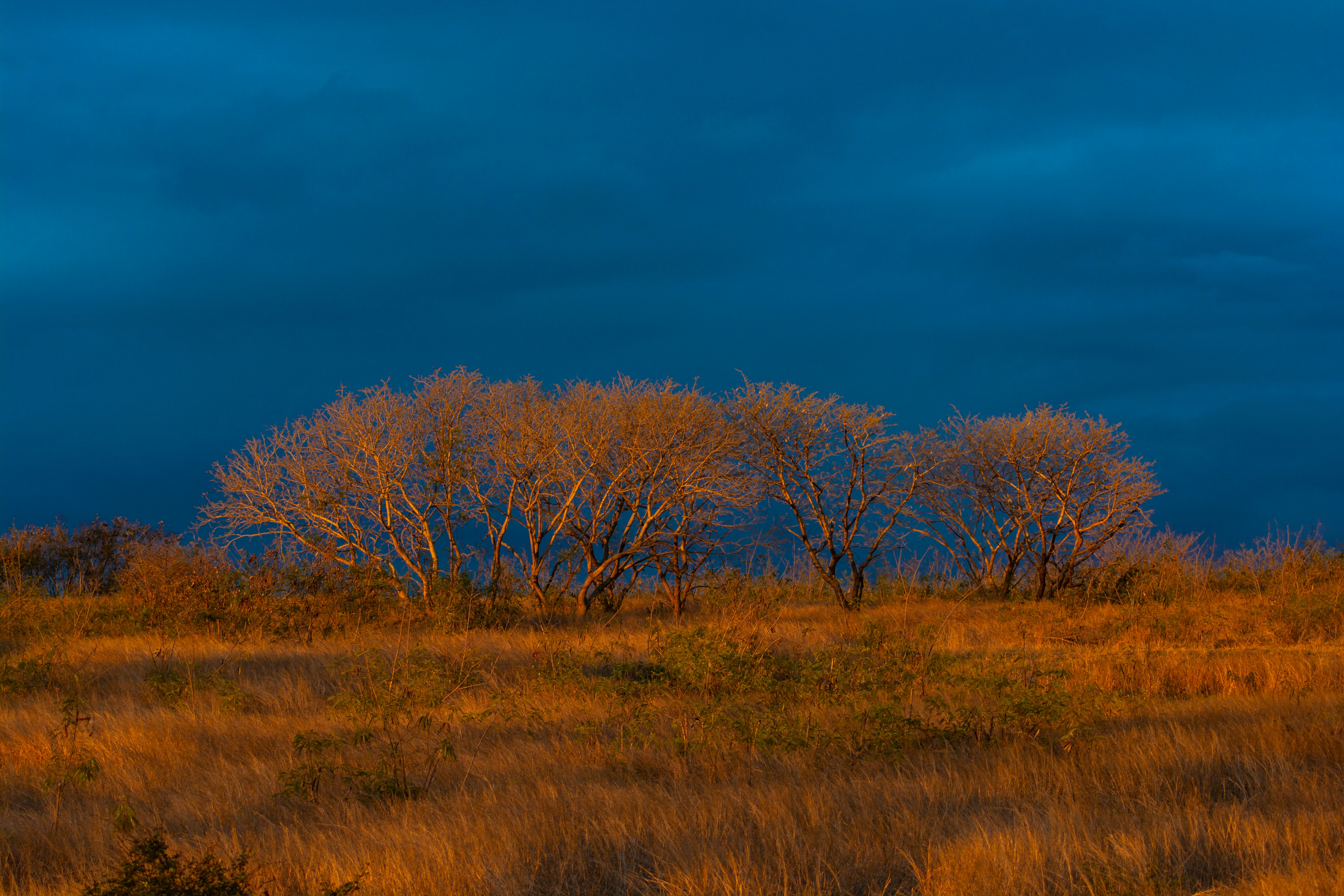 Golden Trees in Evening Light on the Prairie