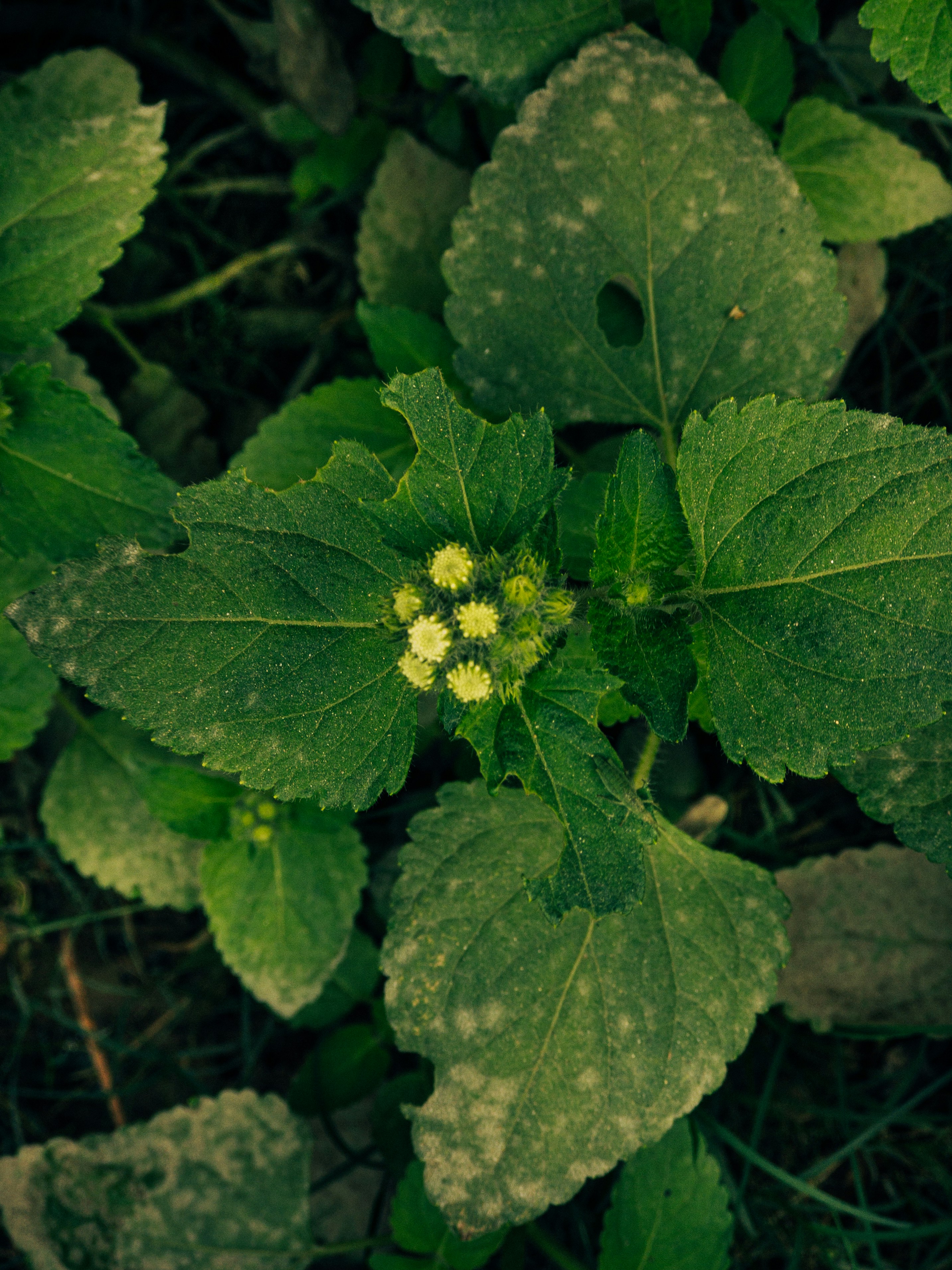 Verdant Macro: Tiny Yellow Blossoms Nestled Among Textured Leaves
