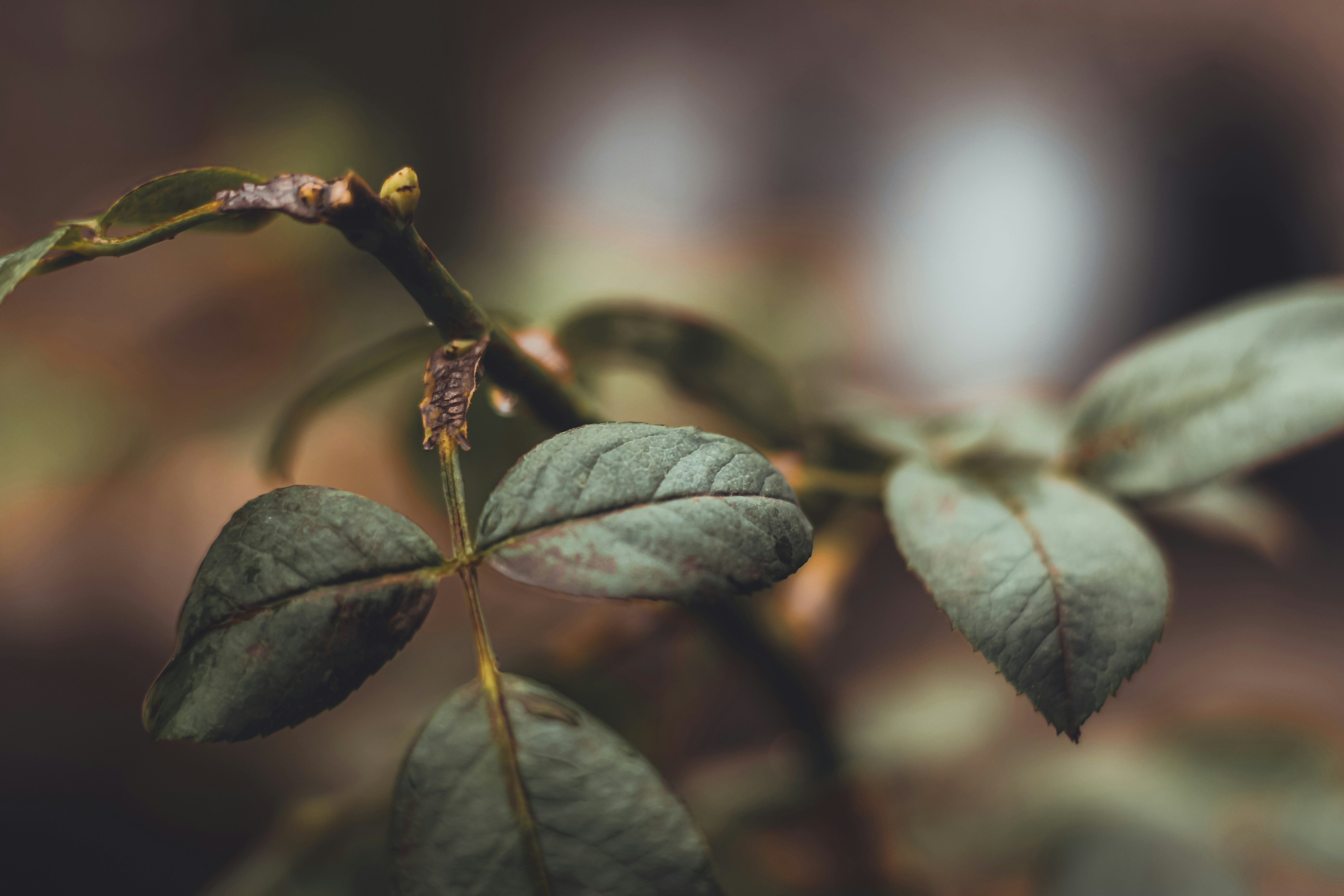 Photo by Juairia Islam Shefa with Canon EOS 2000D