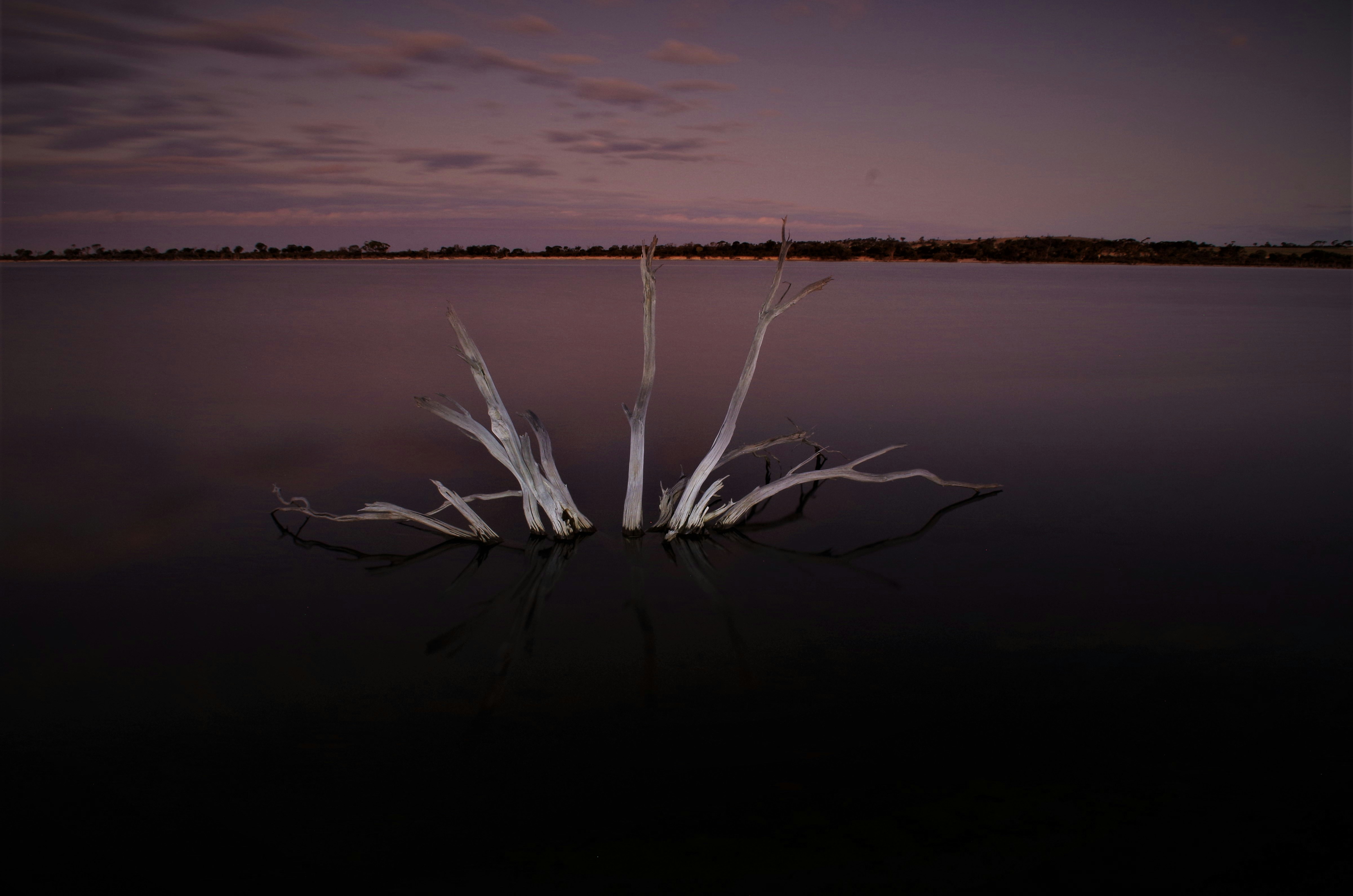 Bleached tree branches emerge from still waters, creating a striking contrast against the twilight sky. The scene evokes a sense of tranquility and reflection.