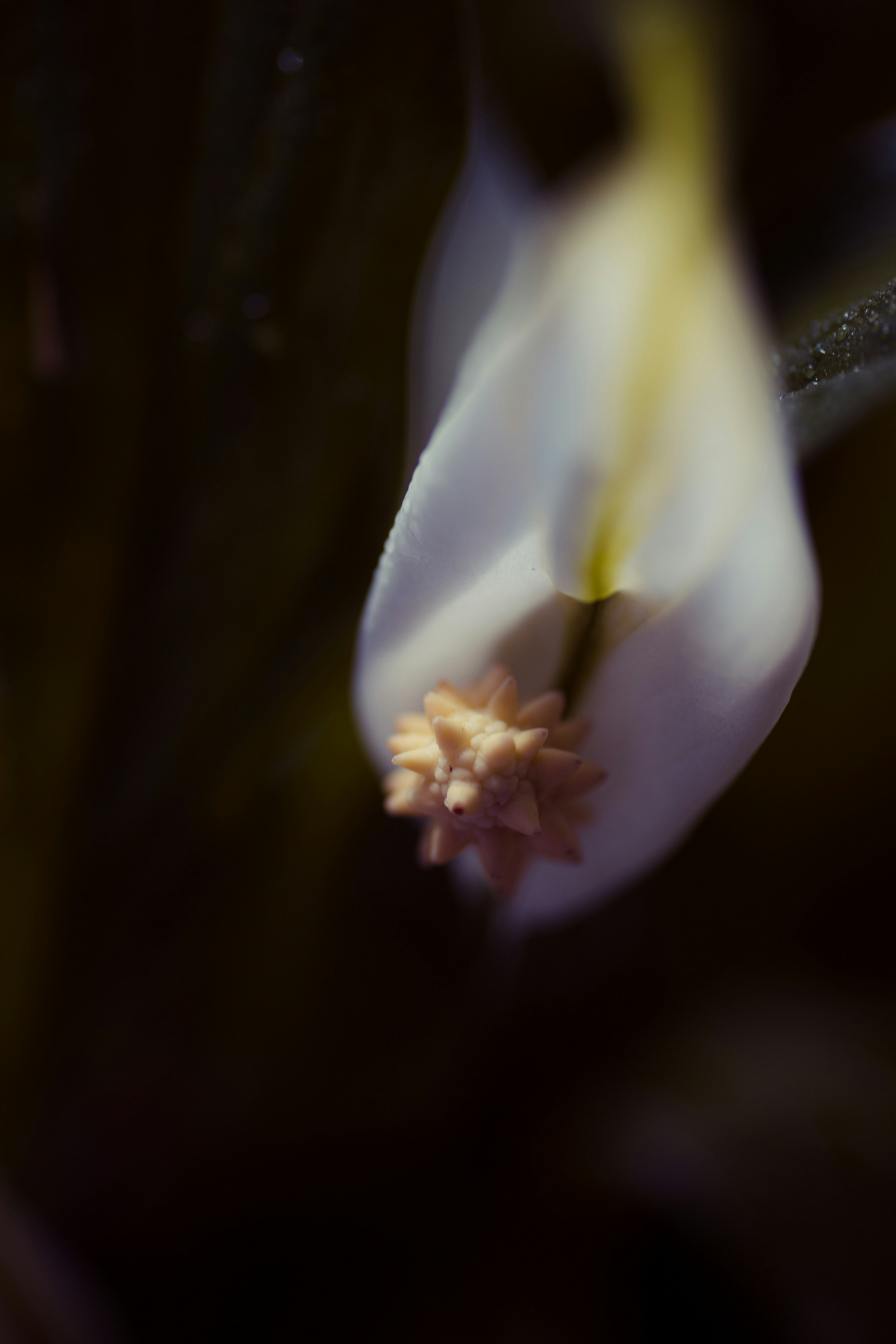 Petal Core: a delicate bloom with a hidden star pollen