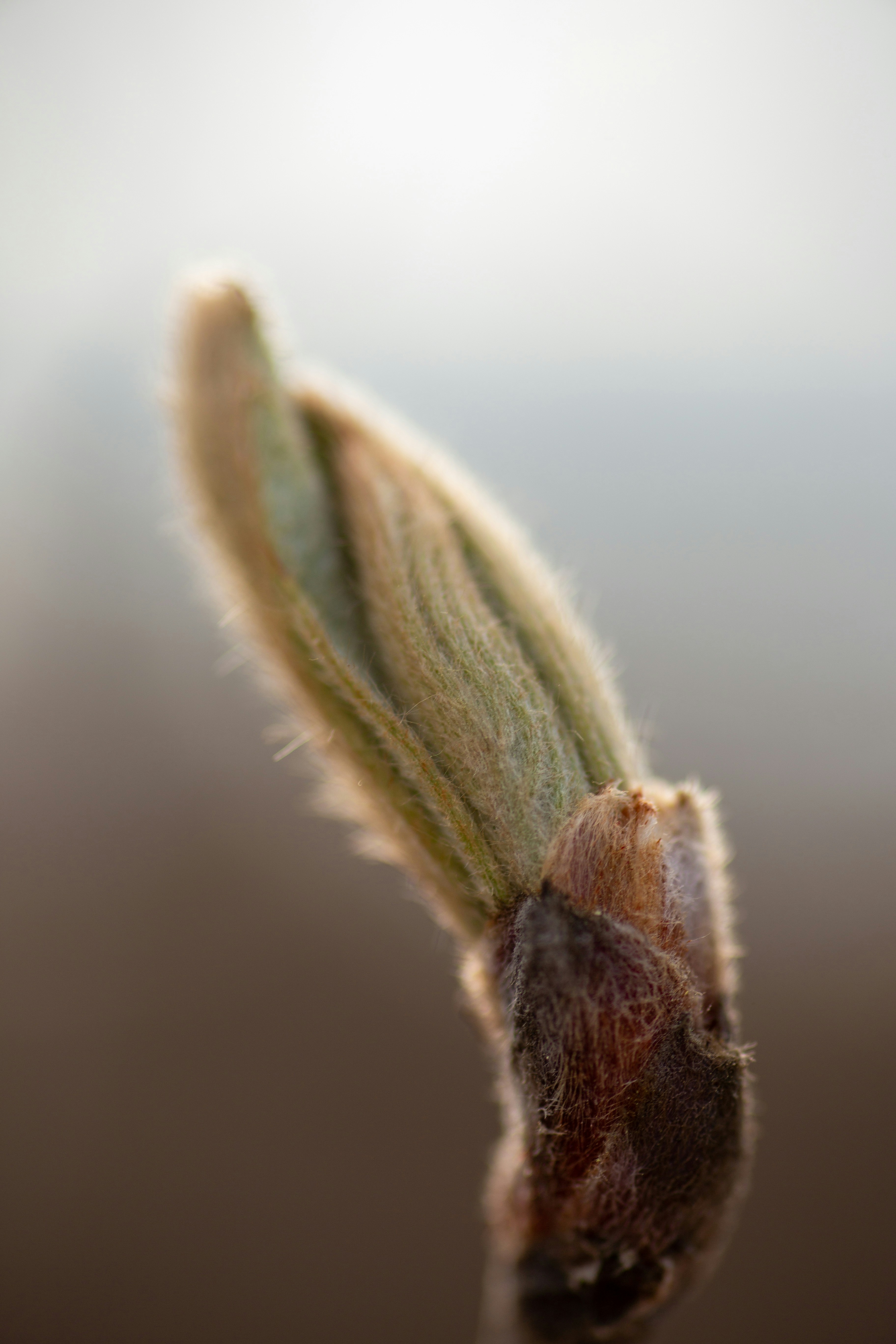 Foto Un primer plano de un capullo floral con un fondo borroso – Imagen ...