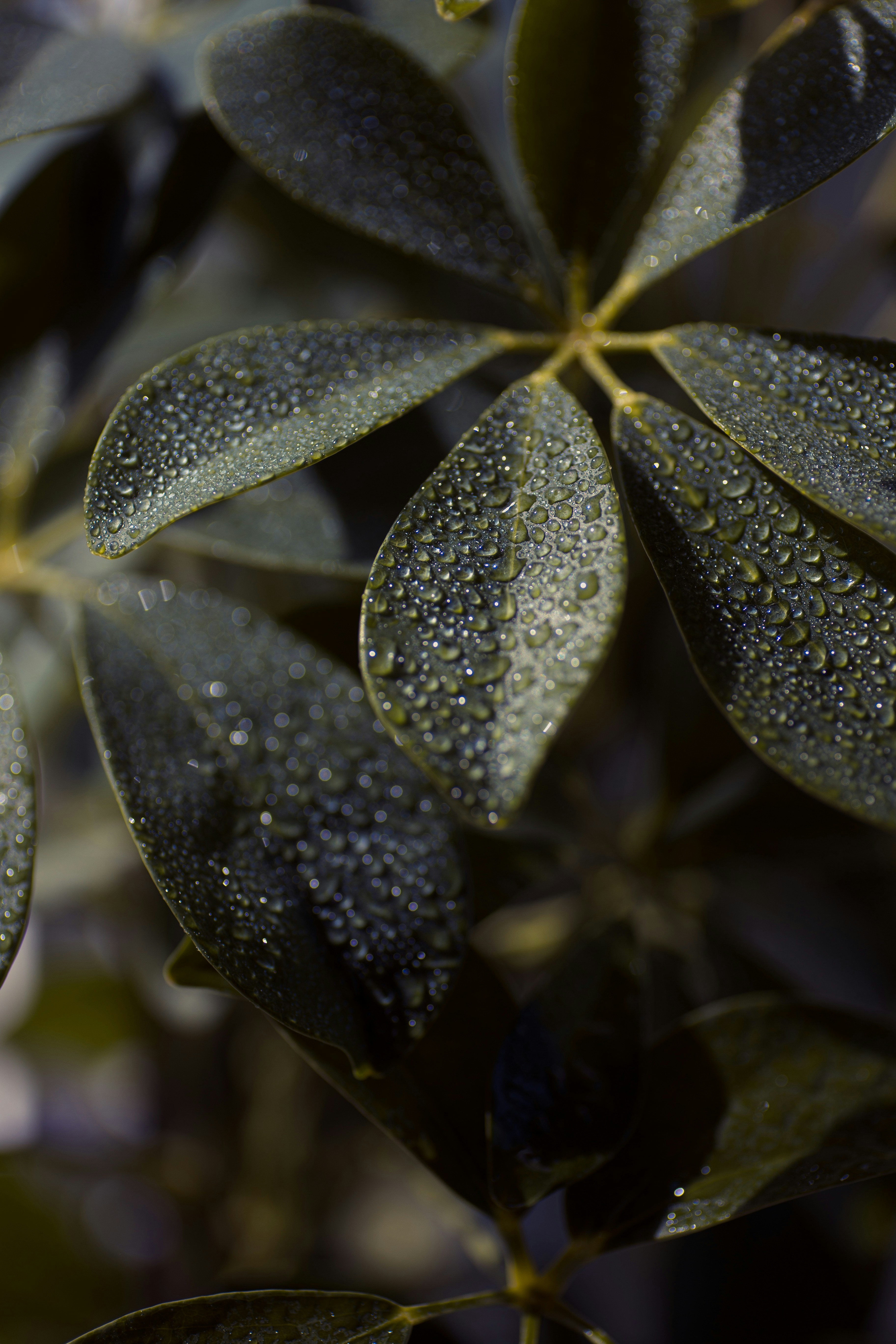 Dew-kissed Palmate Leaves: A Macro Portrait of Quiet Texture