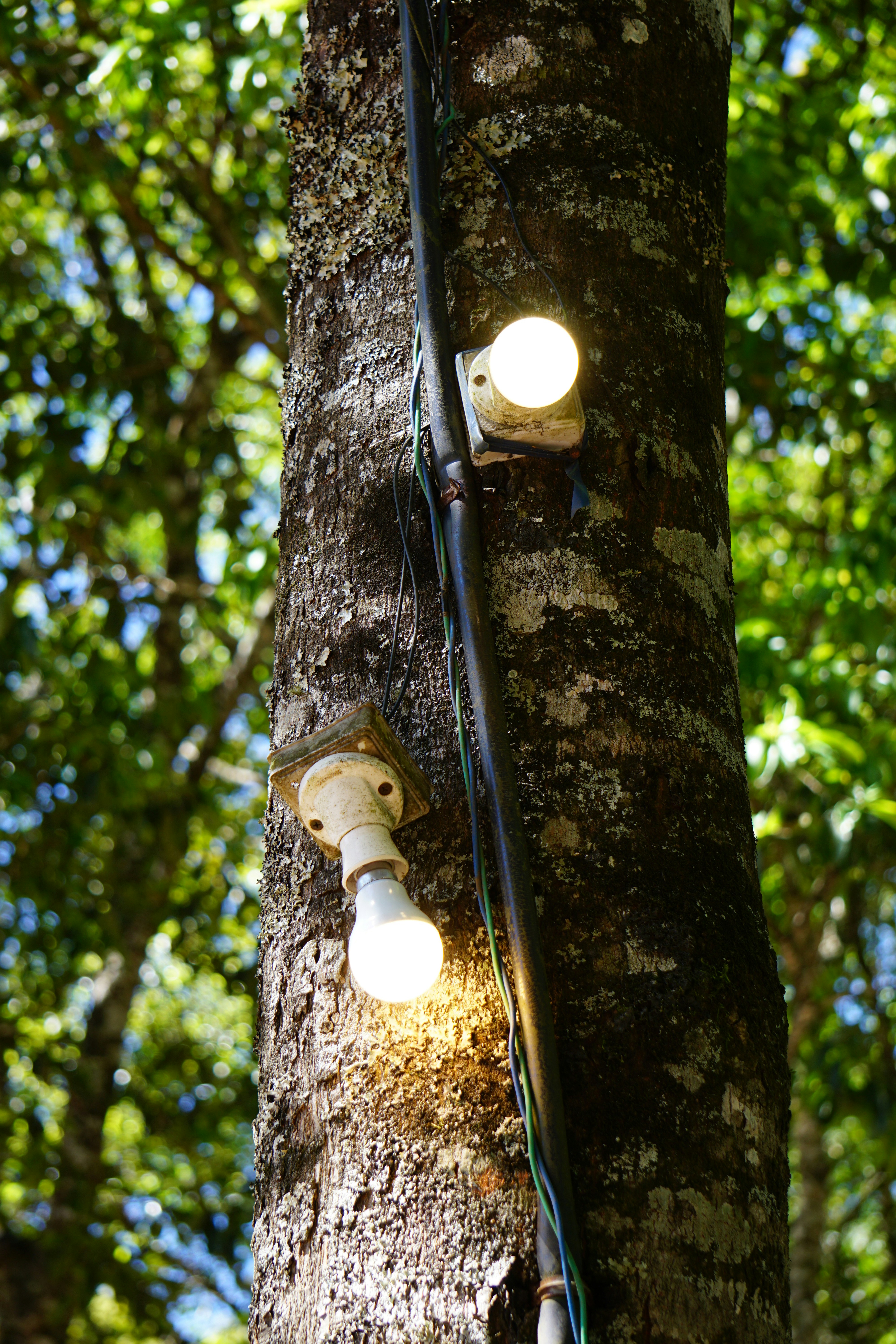Midday Glow on a Mossy Trunk: Outdoor Lights in the Forest