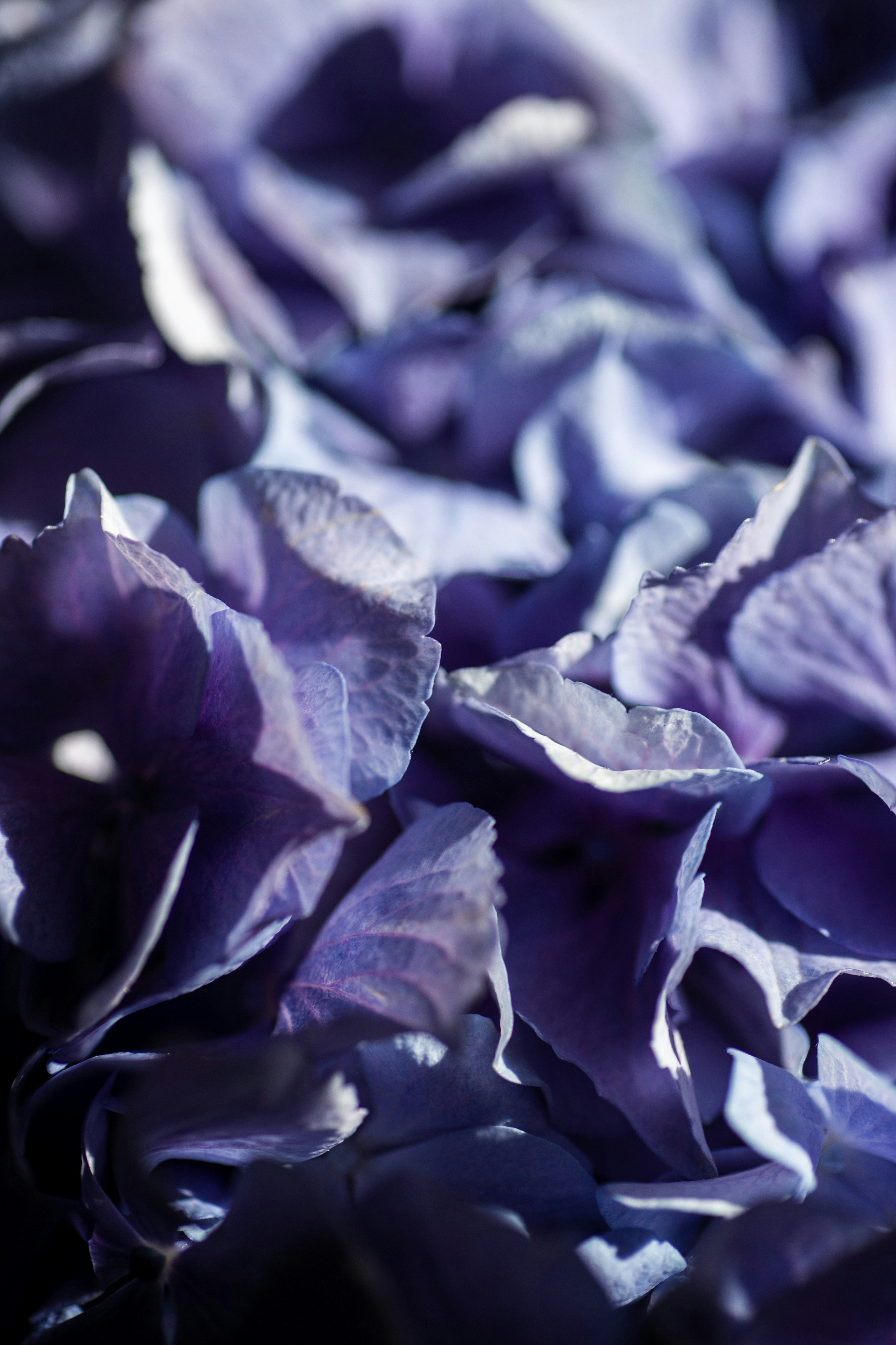 Photo by Klara Kulikova with Canon EOS 6D