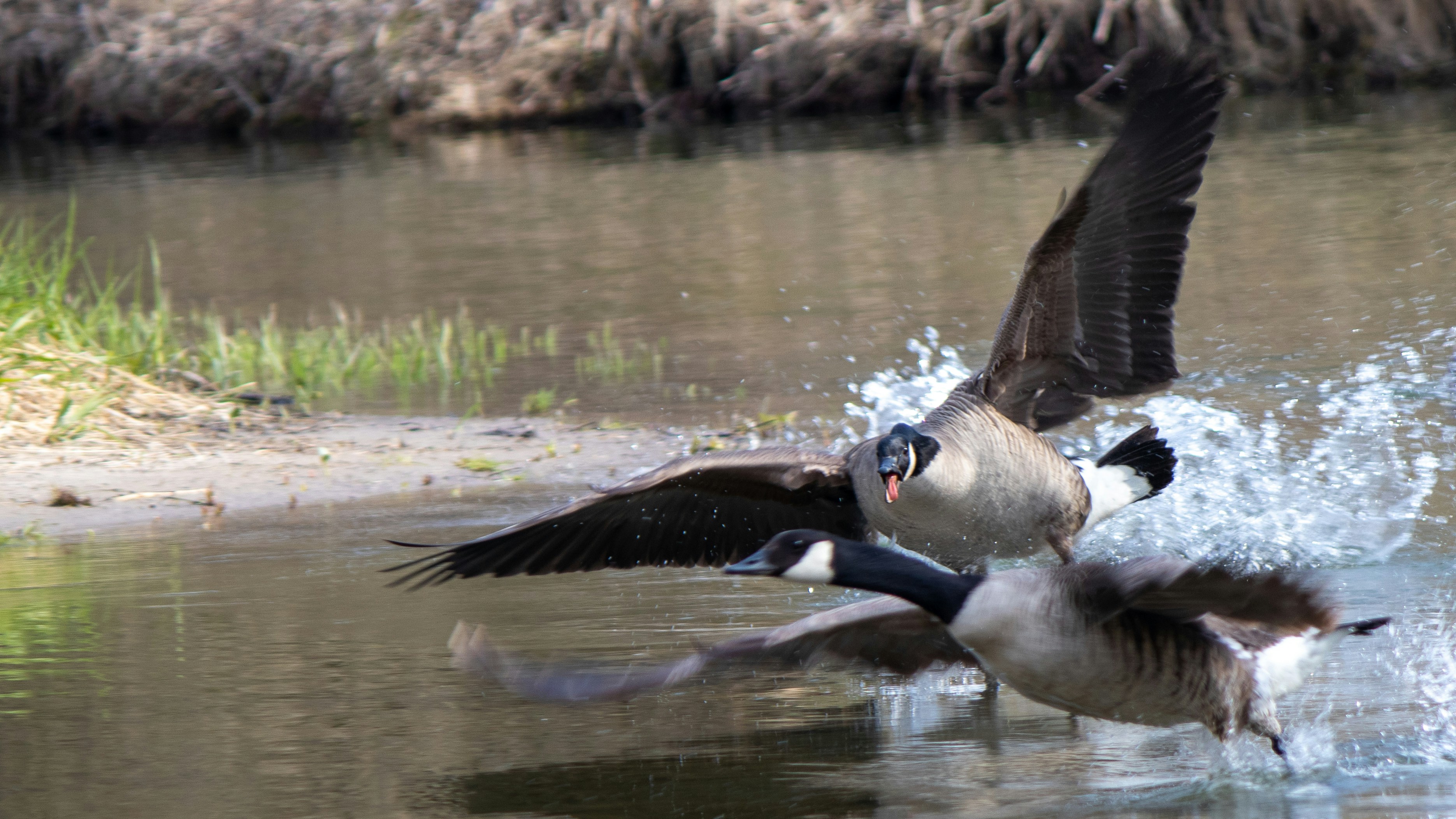 Two Canada geese take flight over a shimmering water surface, creating splashes as they ascend. The scene captures the dynamic movement of wildlife in its natural habitat.