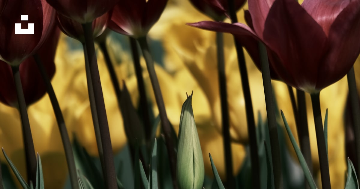Un bouquet de fleurs rouges et jaunes dans un champ photo – Image ... Un bouquet de fleurs rouges et jaunes dans un champ photo – Image ...