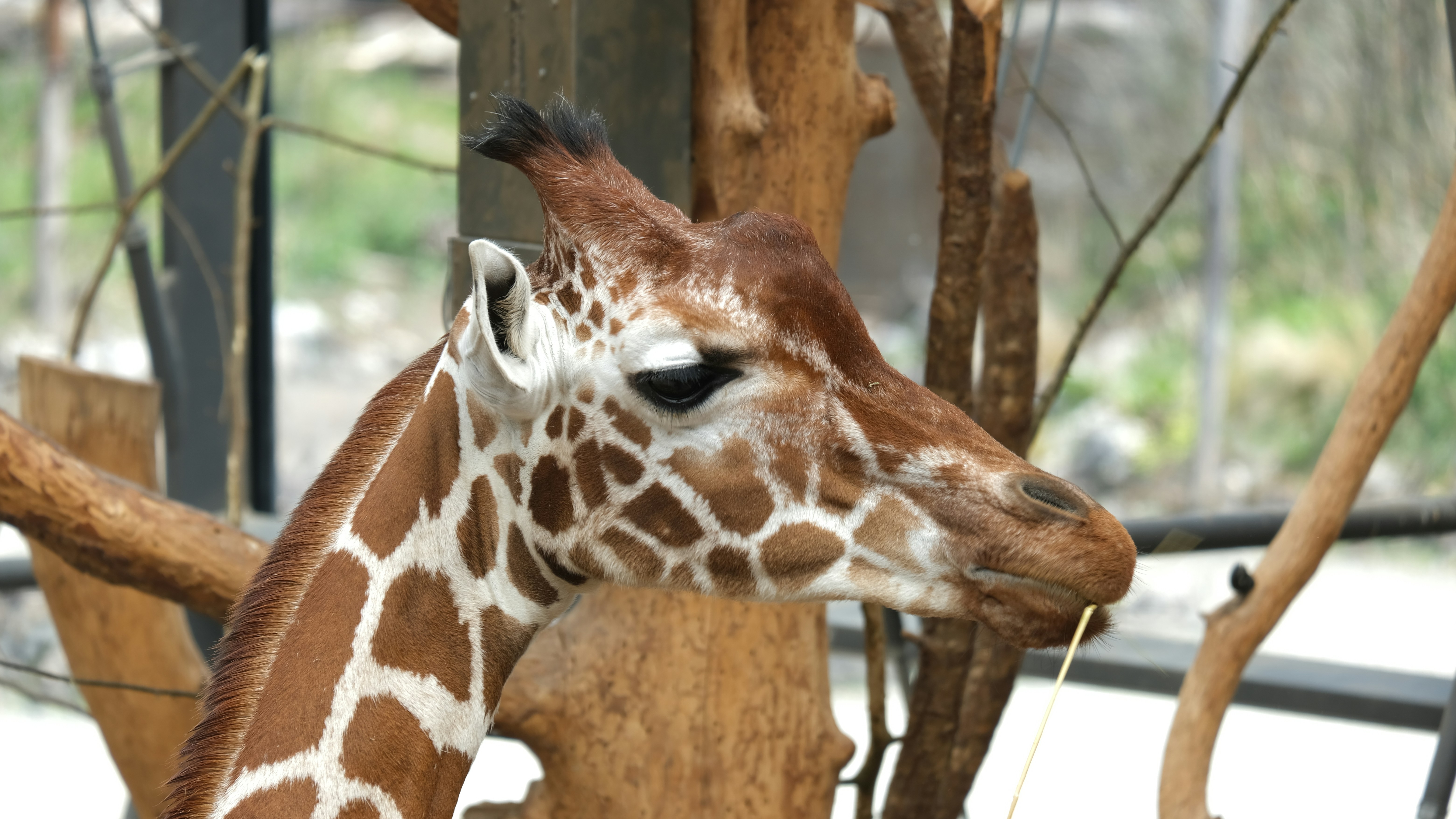 A giraffe standing next to a wooden fence photo – Free Animal Image on ...
