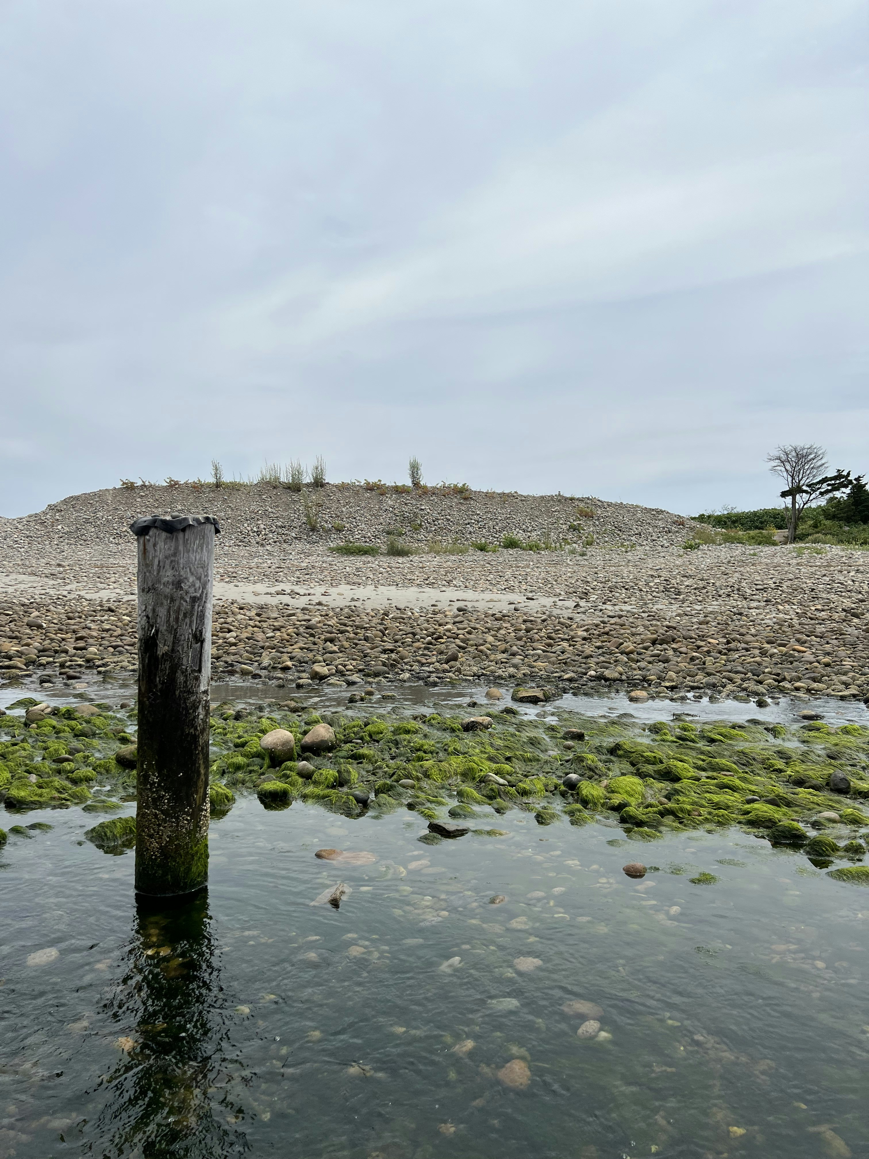 Weathered Poultice: A solitary Post by the Tidal Flats