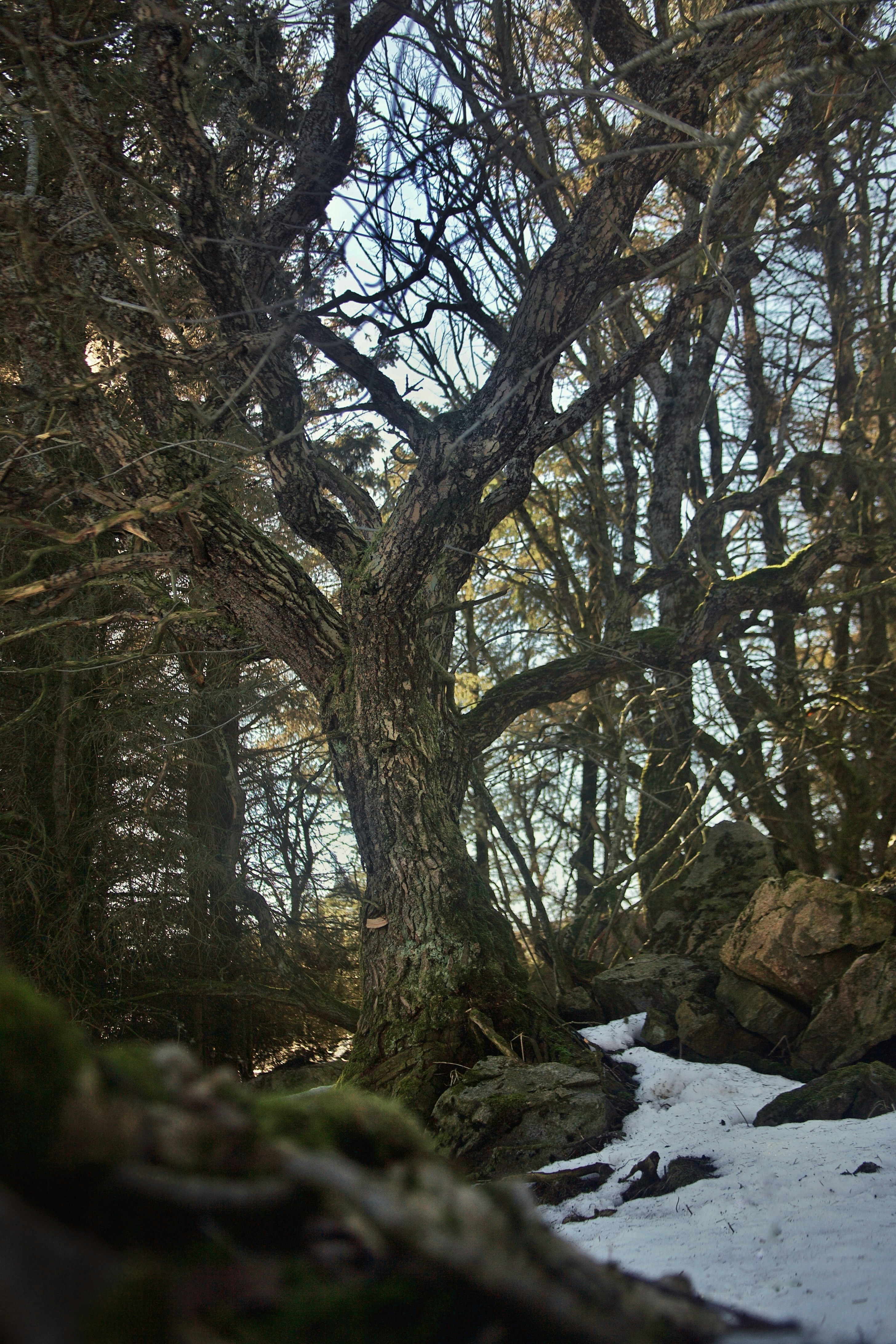 Ancient Oak in a Snow-Kissed Forest Tangle