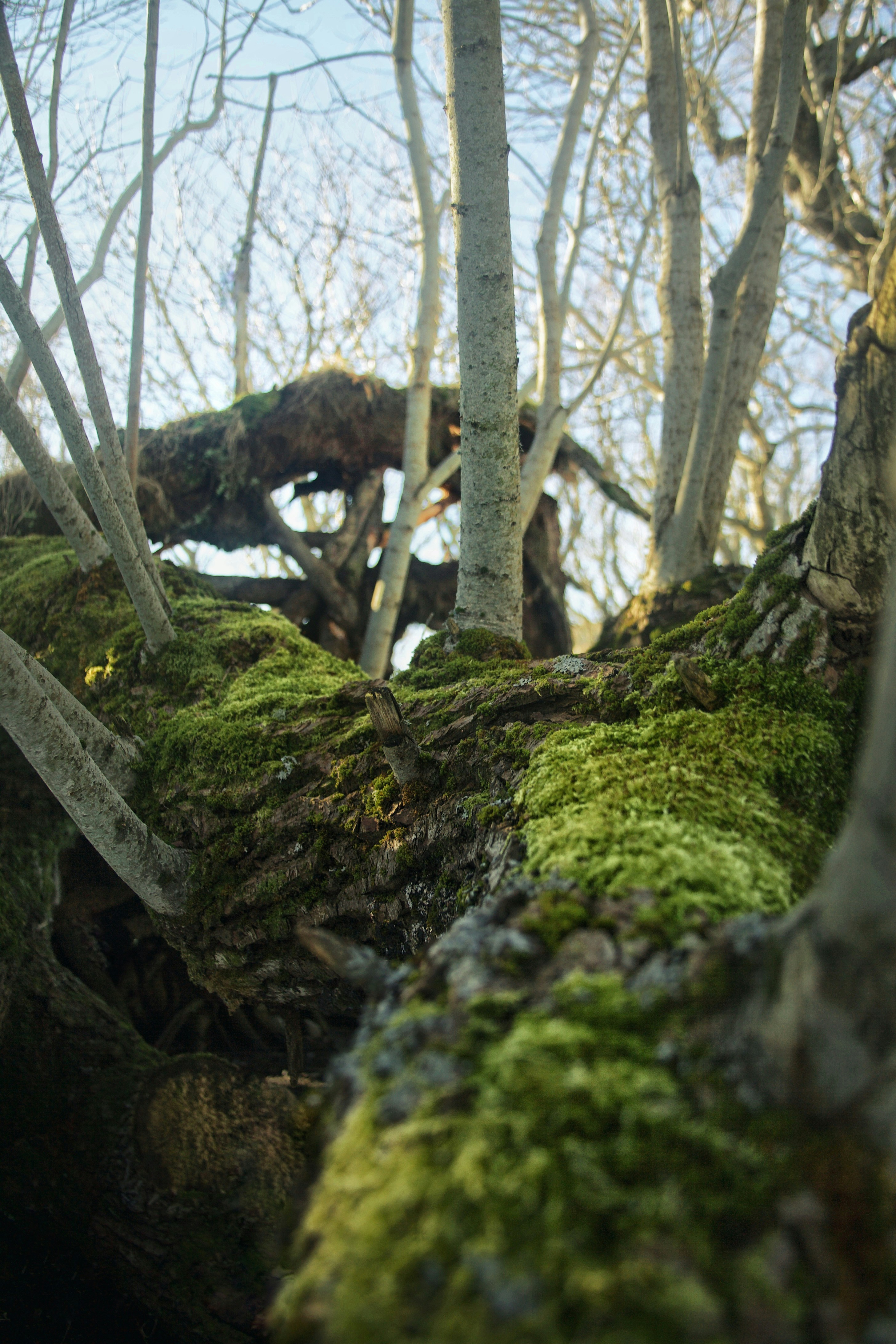 A group of trees with moss growing on them photo – Free Borgan Image on ...