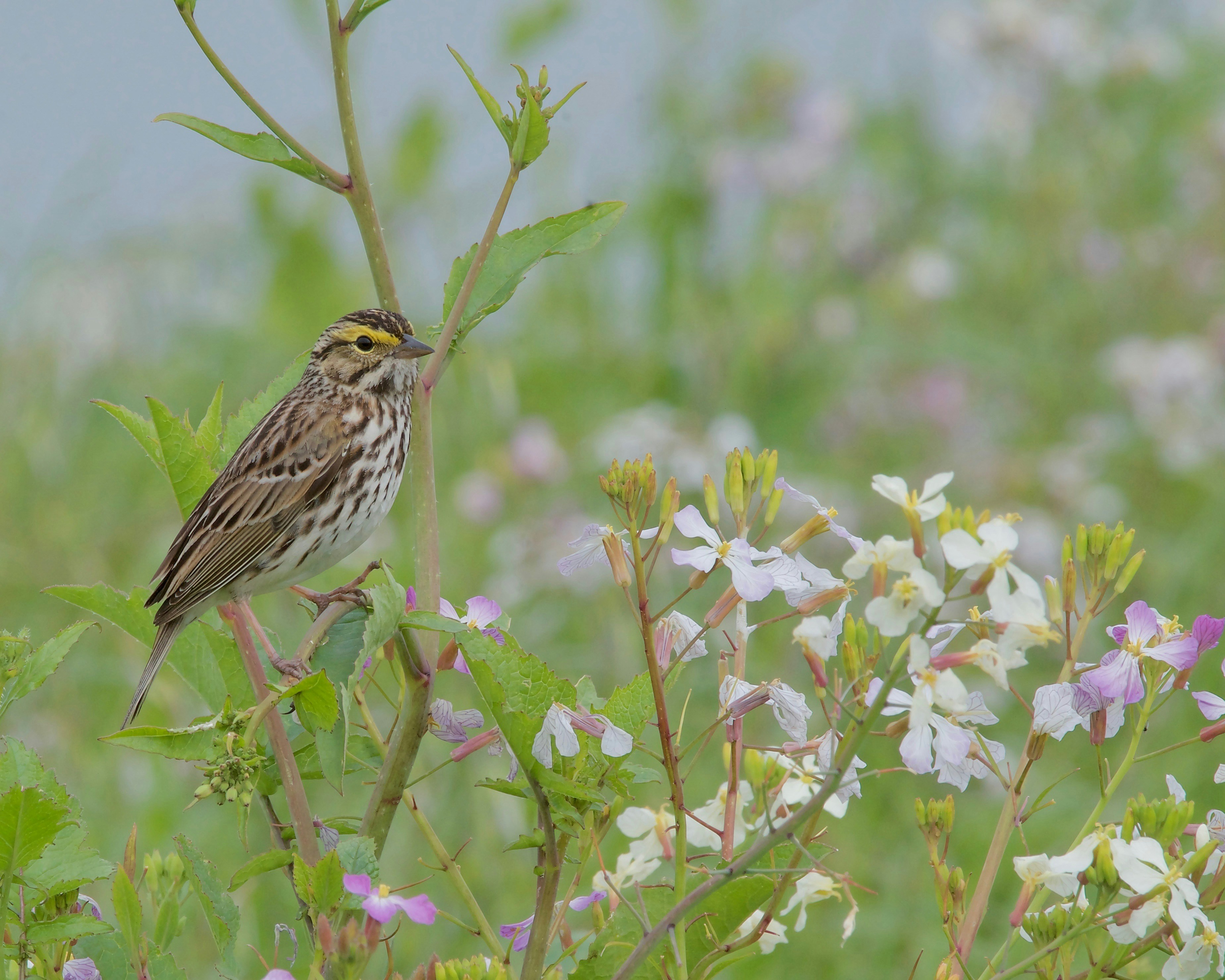 Amidst the Meadow: A Sparrow's Perch