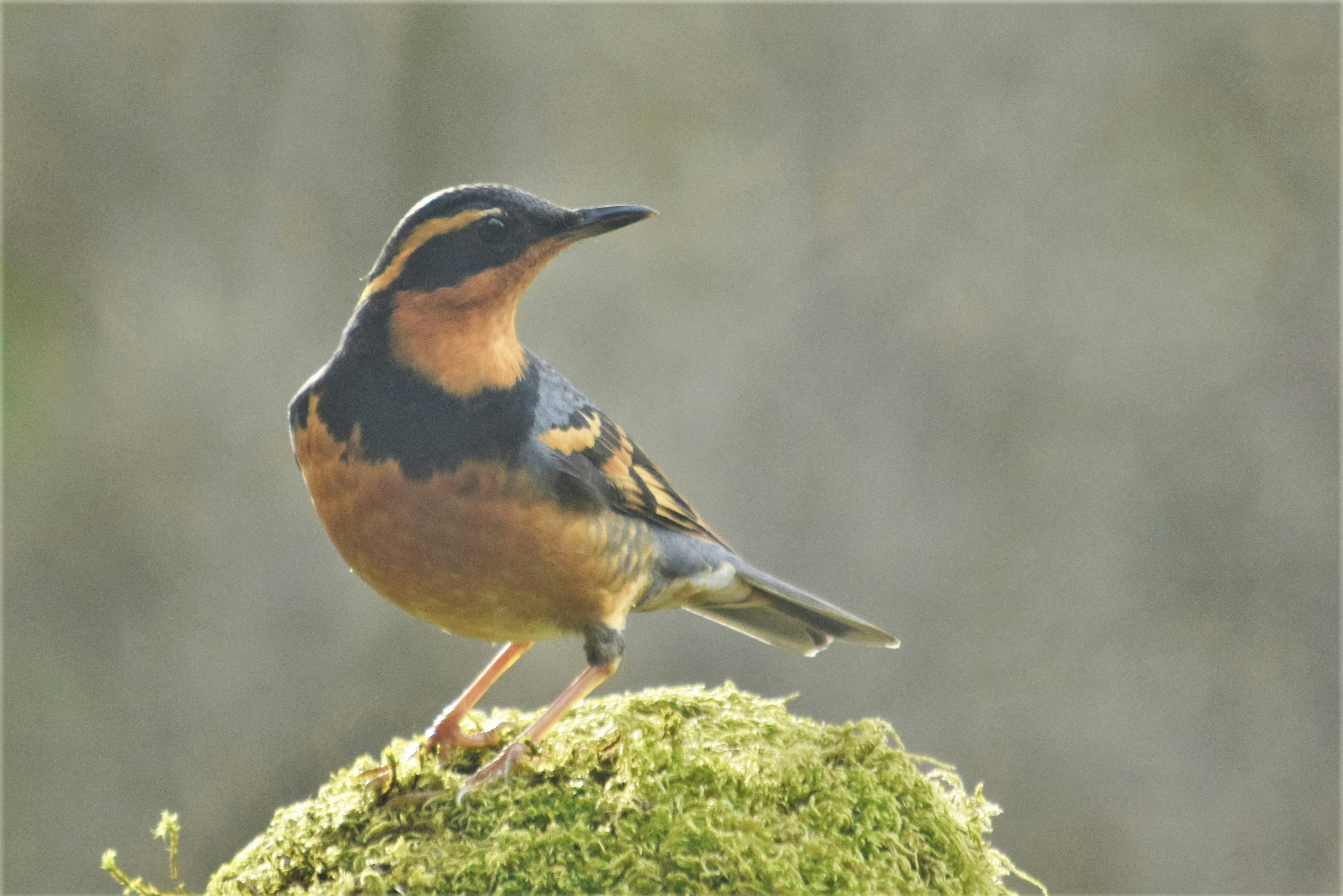 Photo by fr0ggy5 with Nikon D3300