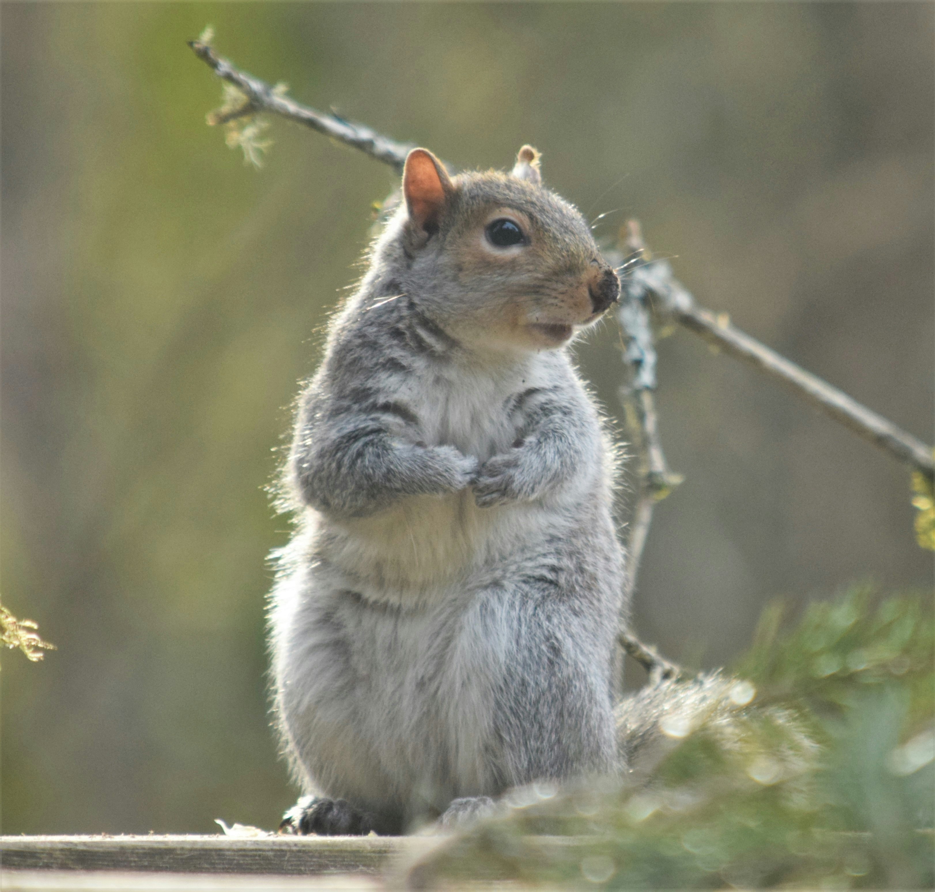 a squirrel is standing on its hind legs