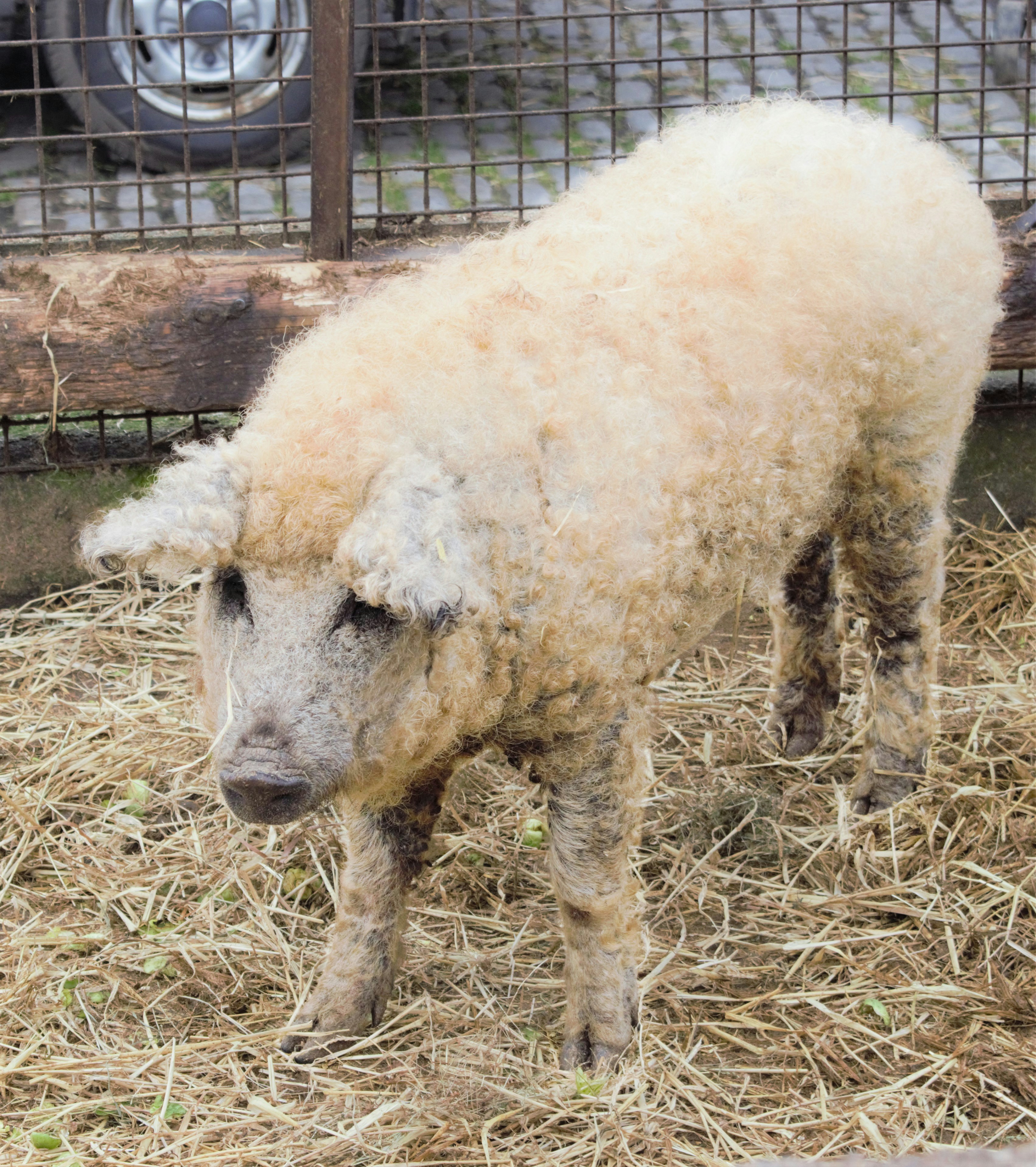 Sheep in a Muddy Enclosure: Textured Wool Under Diffuse Barn Light