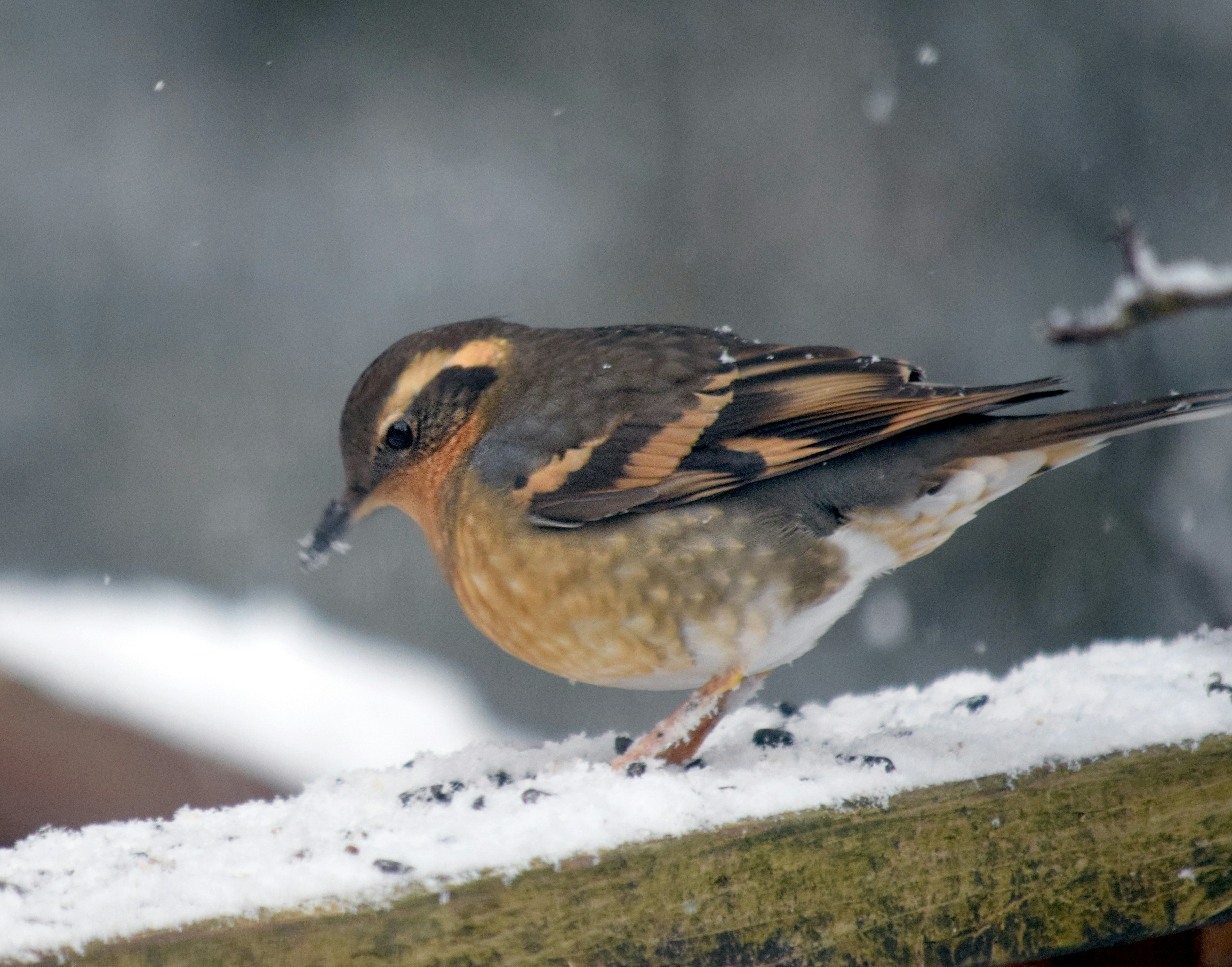 Amber-Breasted Robin on a Snow-Dusted Log