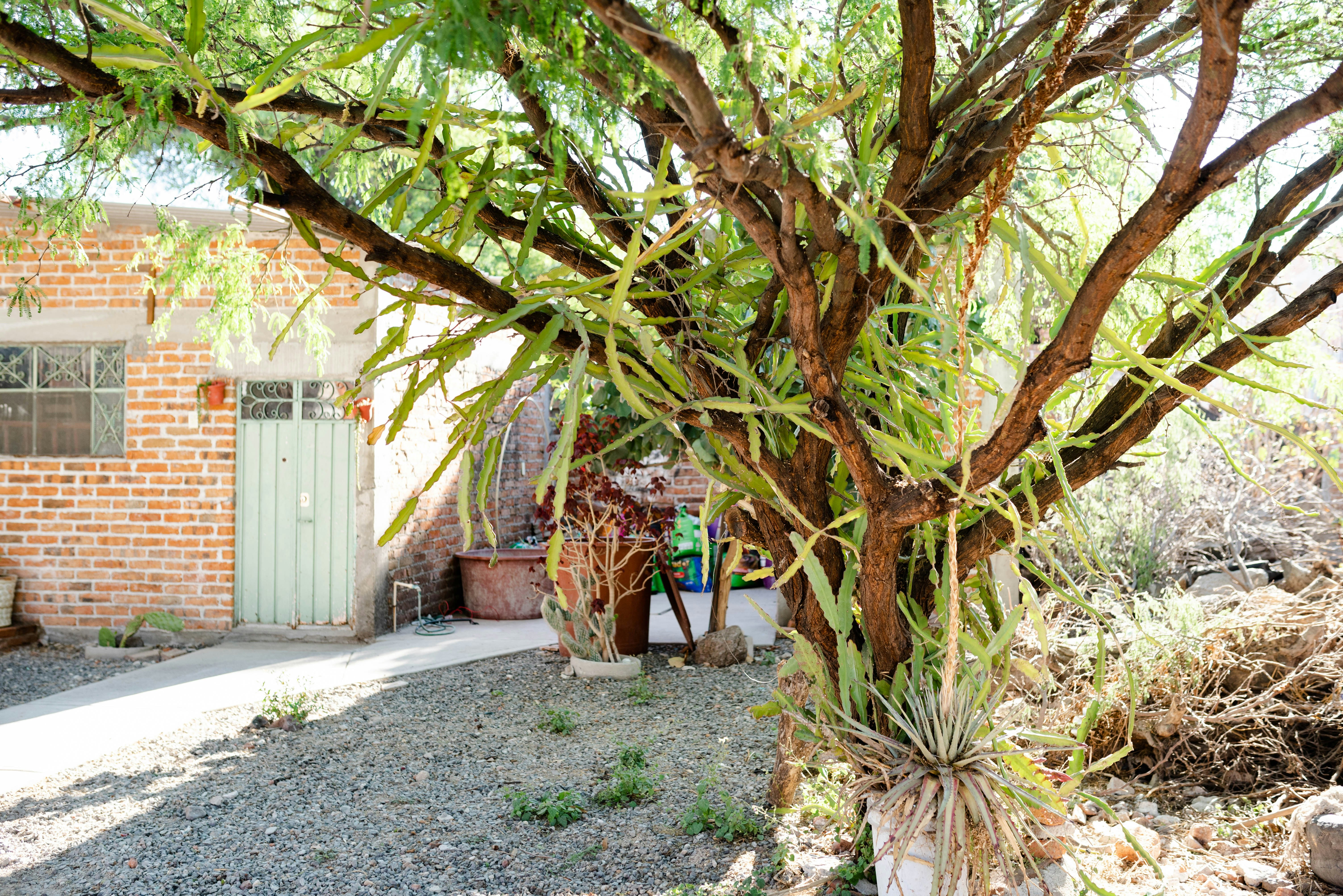 Orchid cactus drapes over a mesquite tree in a sunlit courtyard.