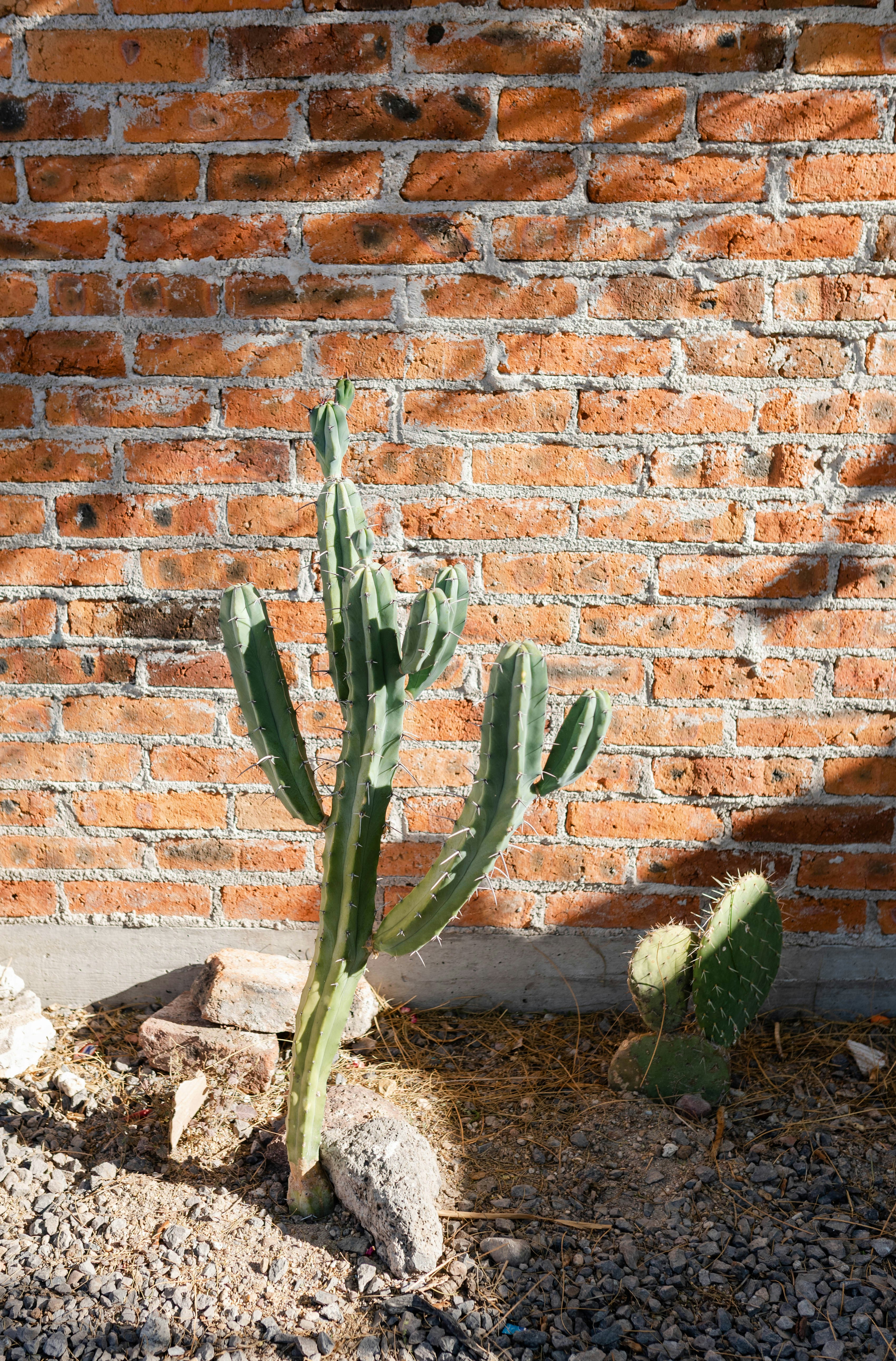 A cactus in front of a brick wall photo – Free Cactus Image on Unsplash