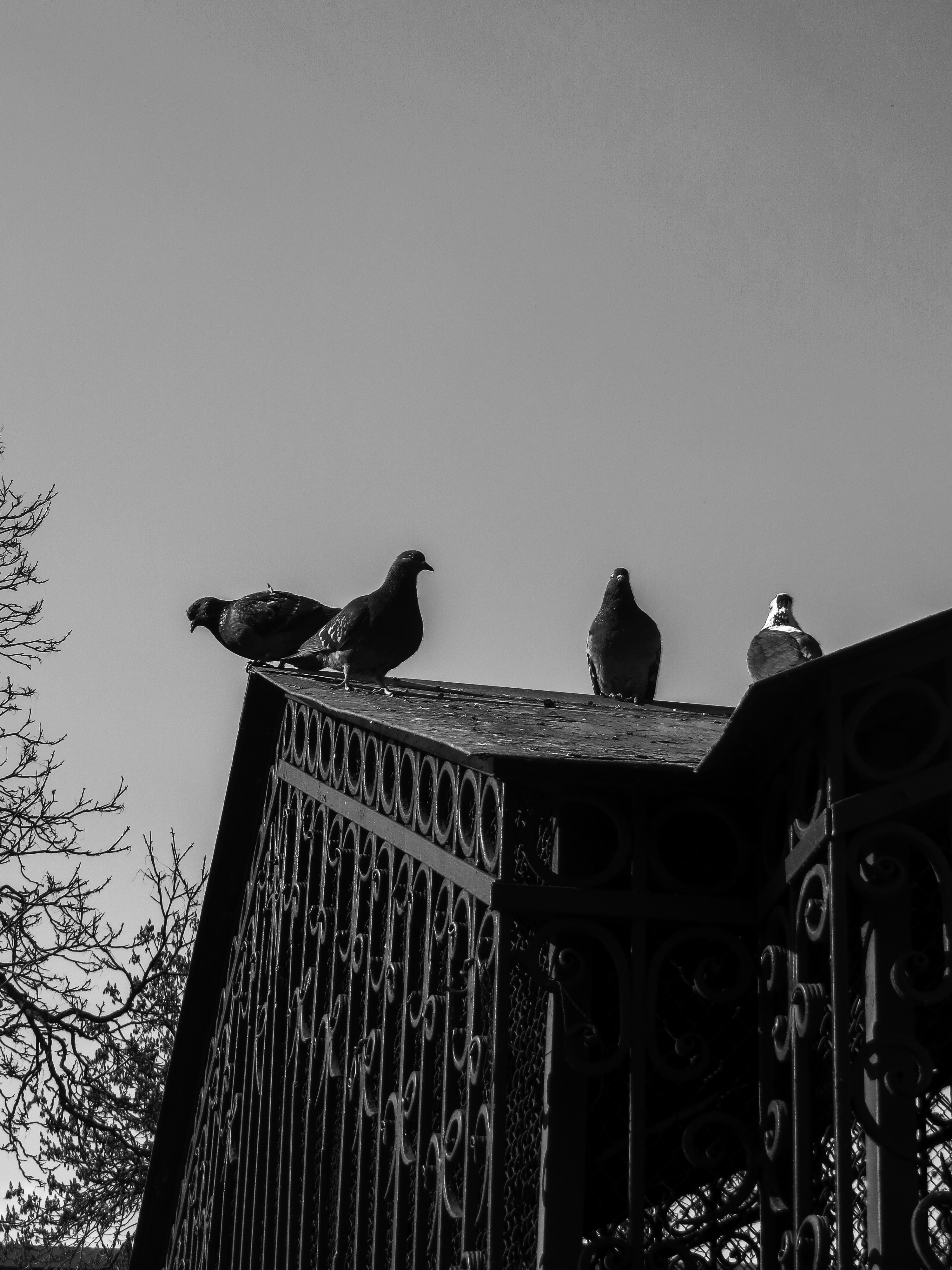 a flock of birds sitting on top of a roof