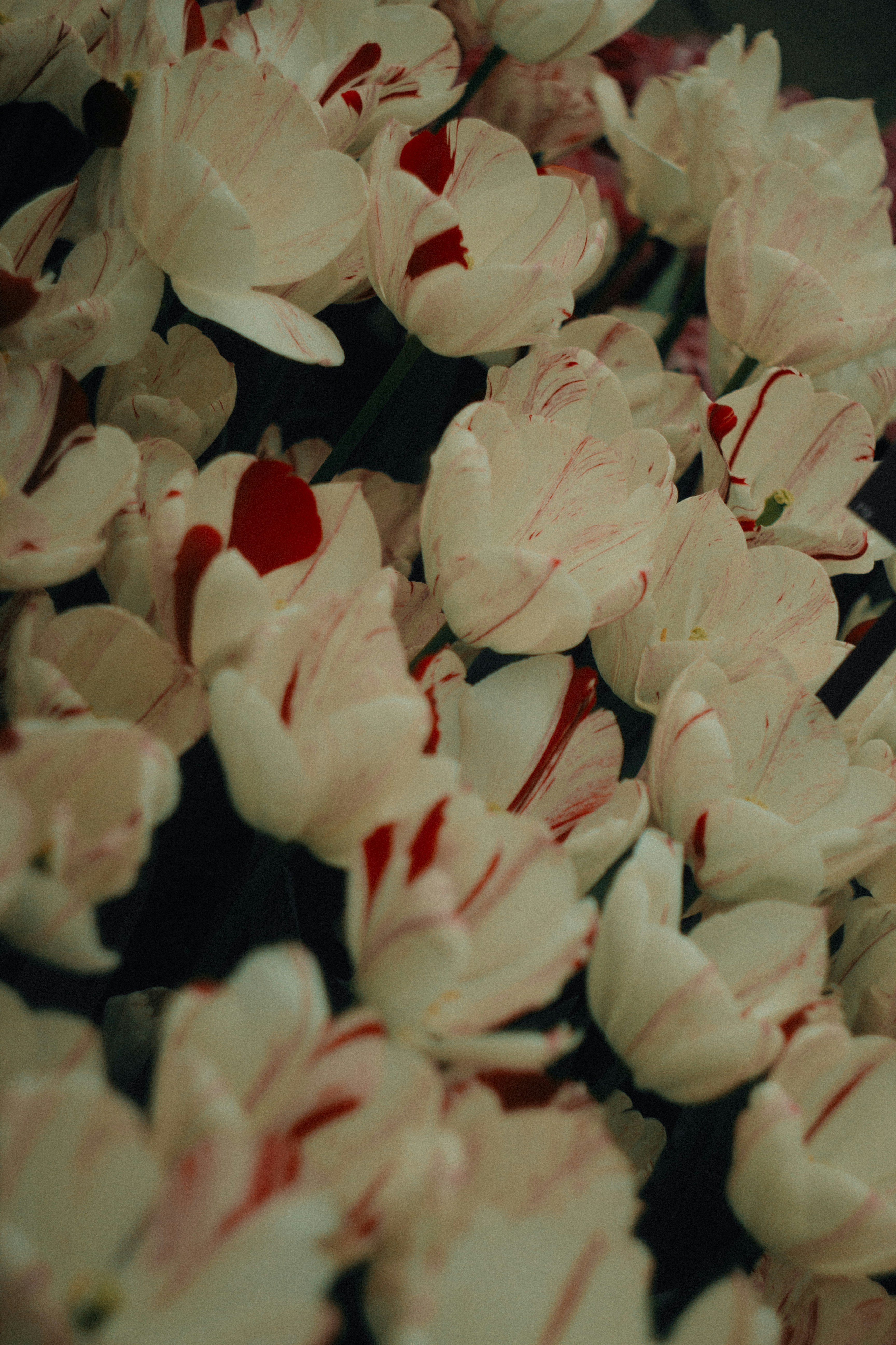 Red And White Flowers Tumblr