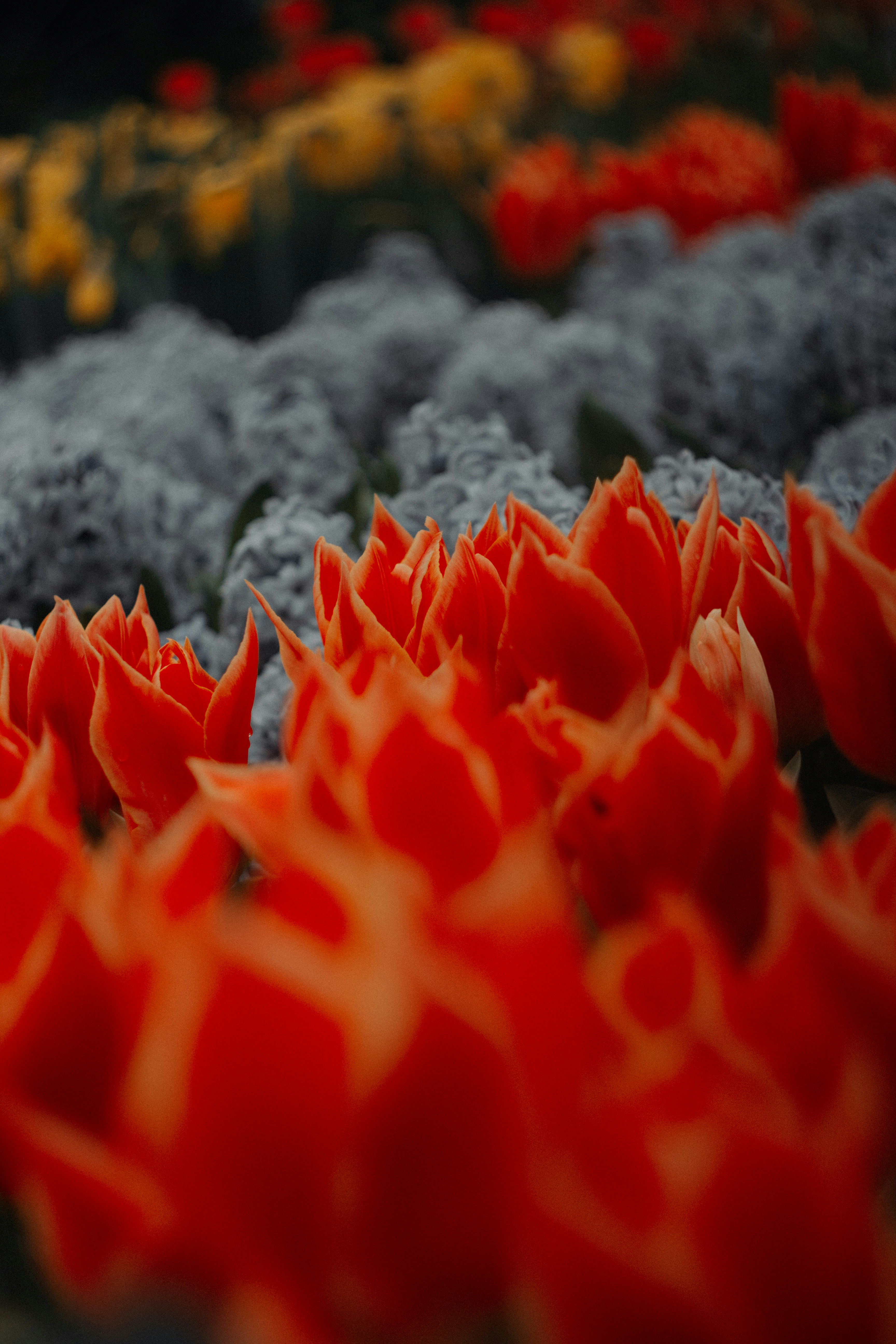 Ember-tipped Tulips Against Frosted Foliage