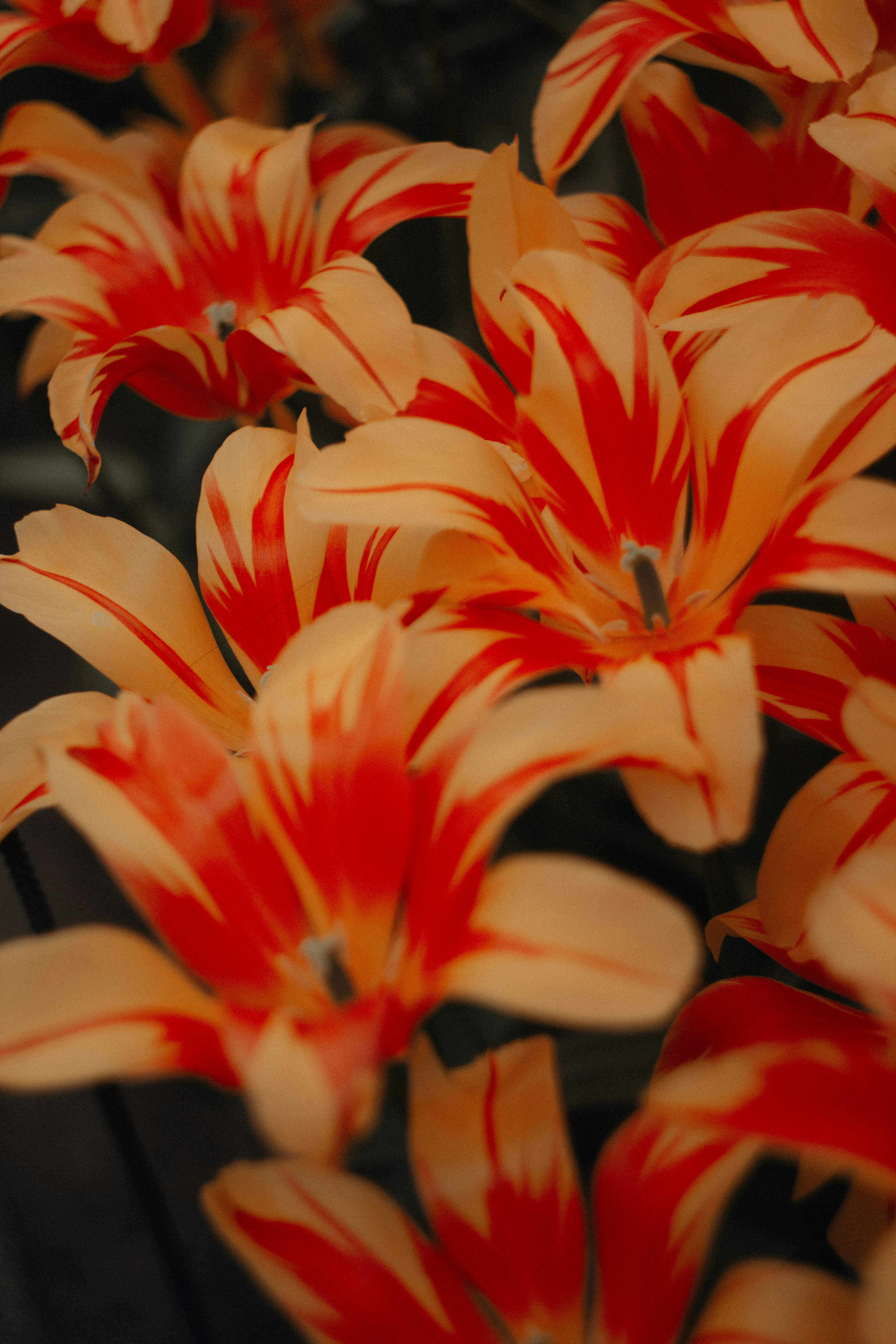 Velvet Flames: Close-up of Flame-striped Tulips in Soft Focus