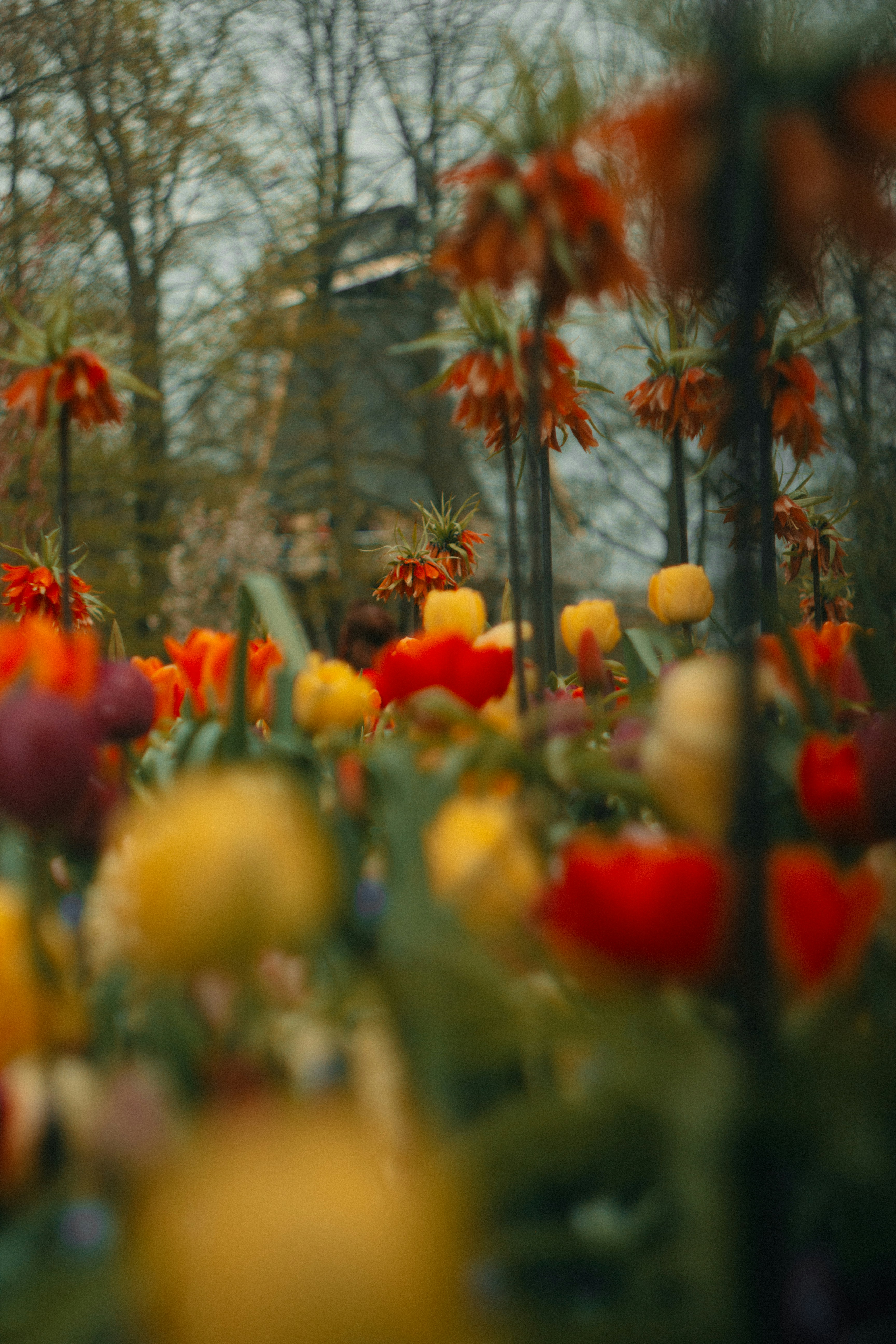 Painterly Tulip Field in Gentle Bloom Blur