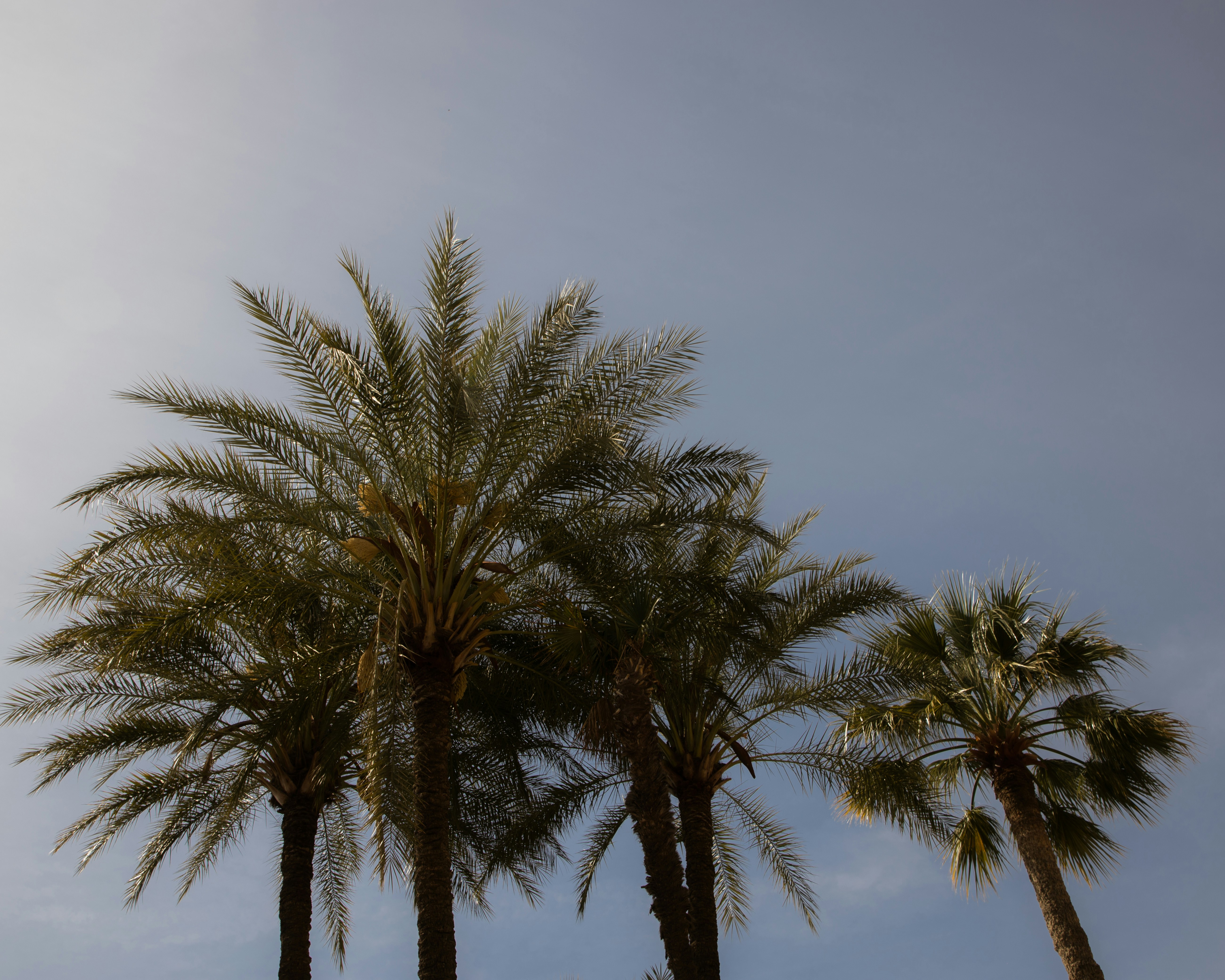 Three Crowned Palms Reach Toward a Clear Sky
