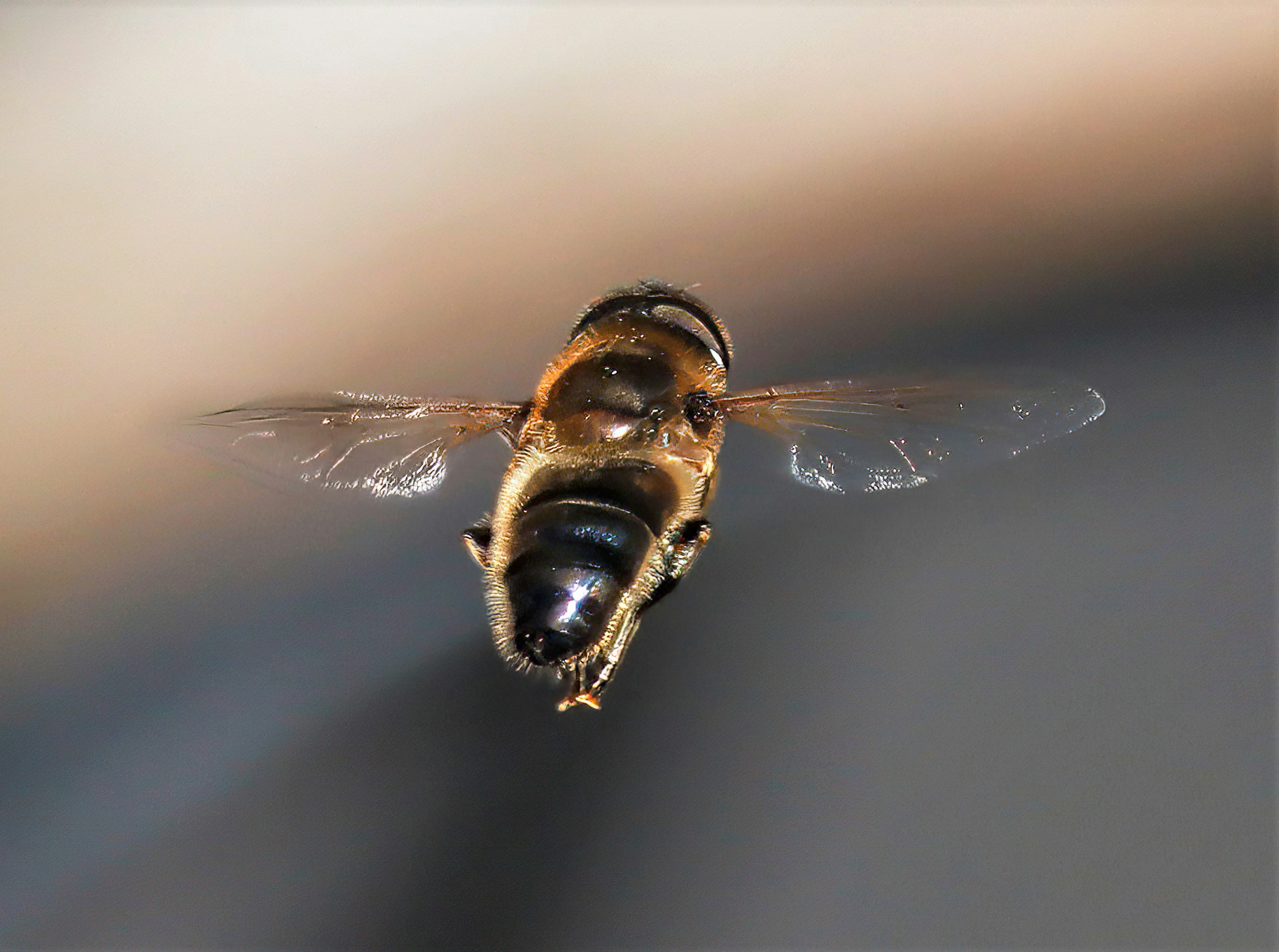 Amber-Throated Bee in Micro Flight: A Precision Macro Capture