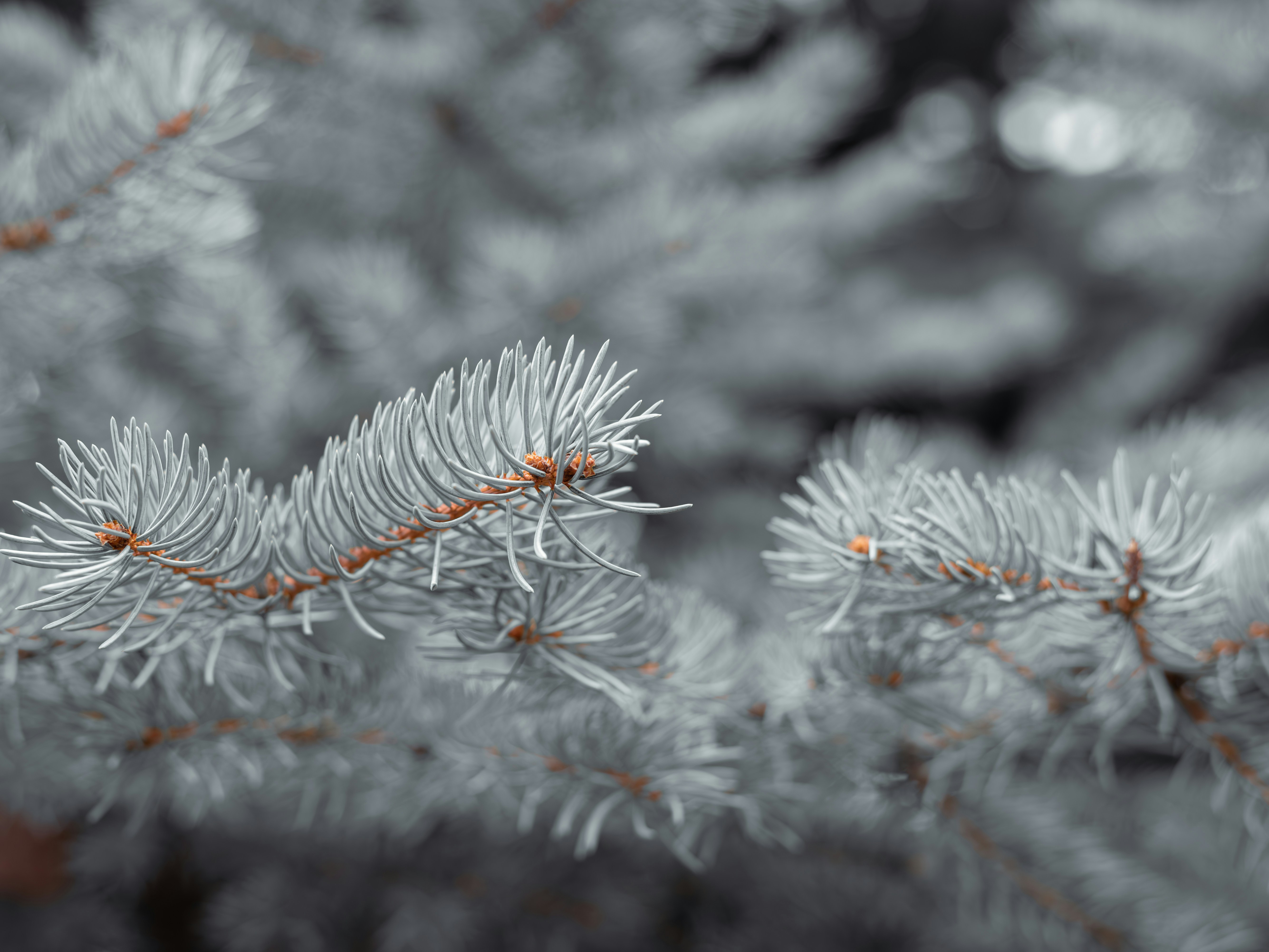 Pine Needle branch in the spring. PineNeedles, Branches, NaturePhotography, Texture, Wallpaper, Forest, Greenery, Outdoors, Wilderness, ScenicView.