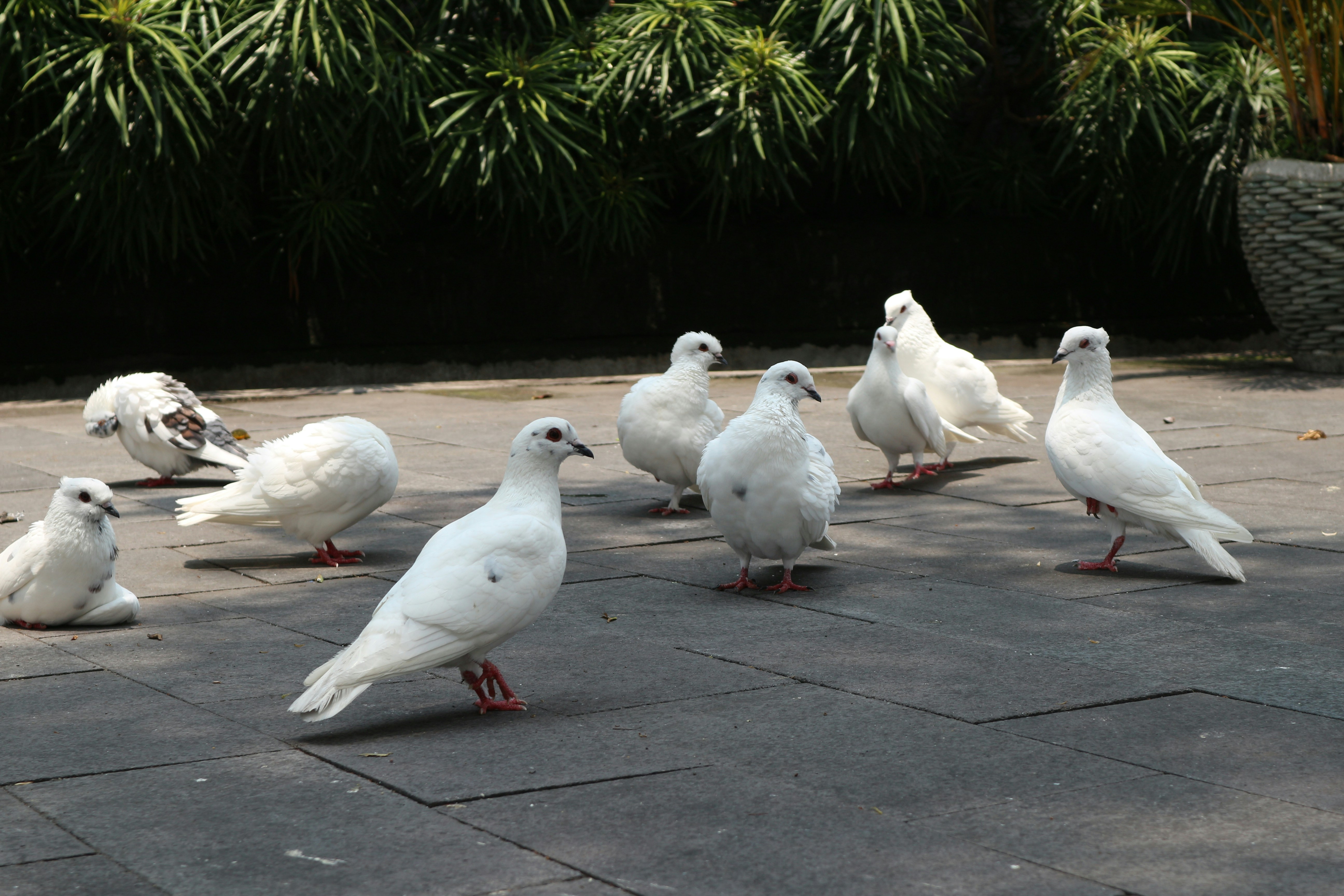 Quiet Assembly of White Doves on a Stone Plaza